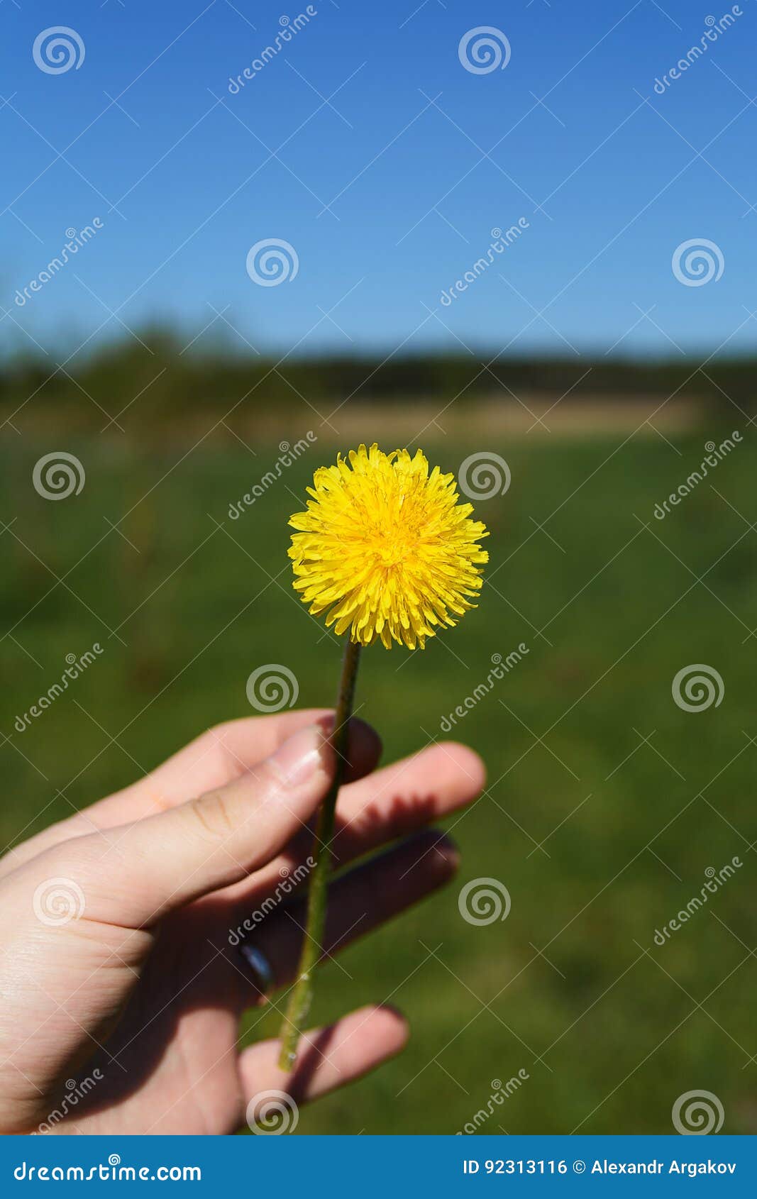 Dandelion in hands stock photo. Image of small, meadow - 92313116