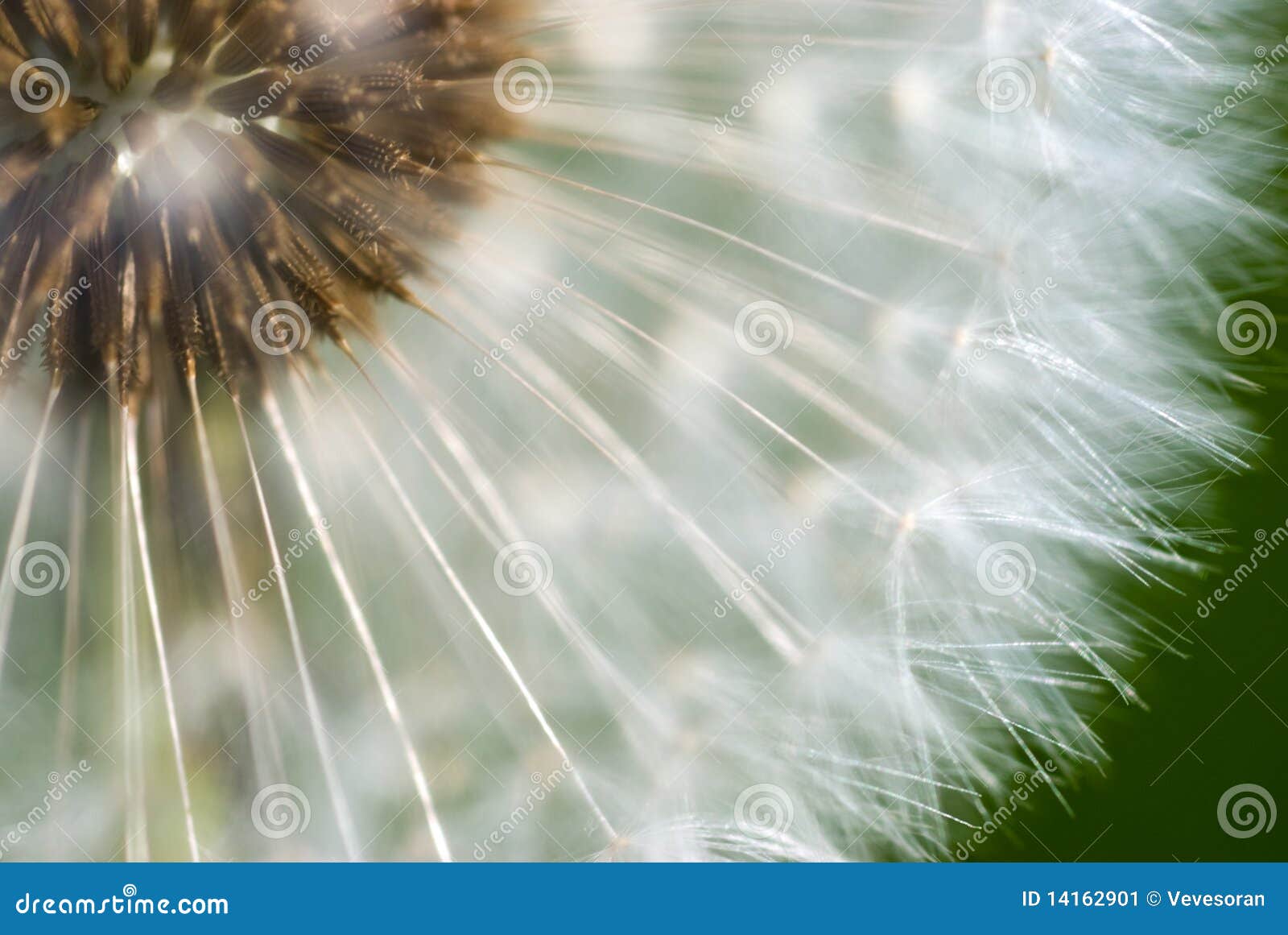 Dandelion head stock image. Image of dream, blow, dandelion - 14162901