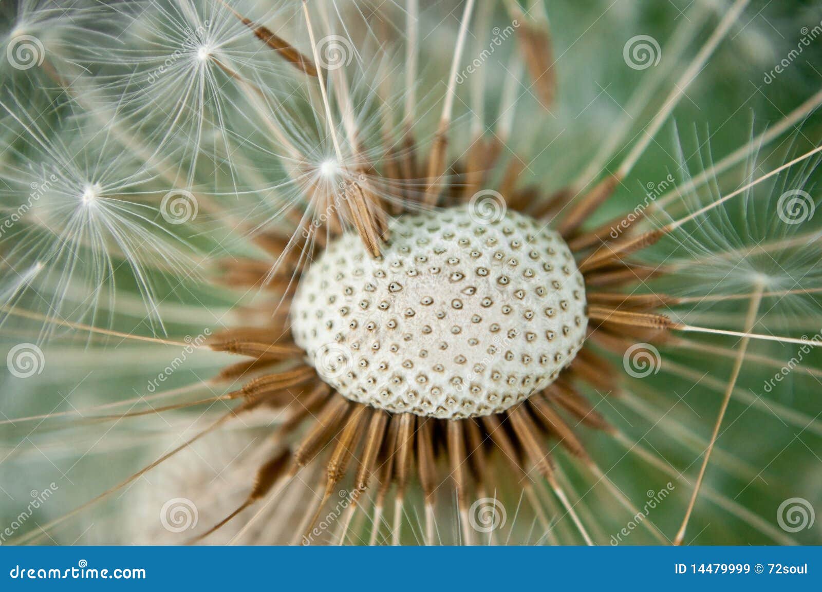 Dandelion head. stock image. Image of close, achenes - 14479999