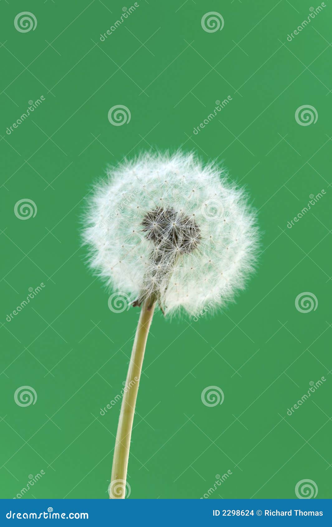 Dandelion Head stock photo. Image of dandelion, background - 2298624