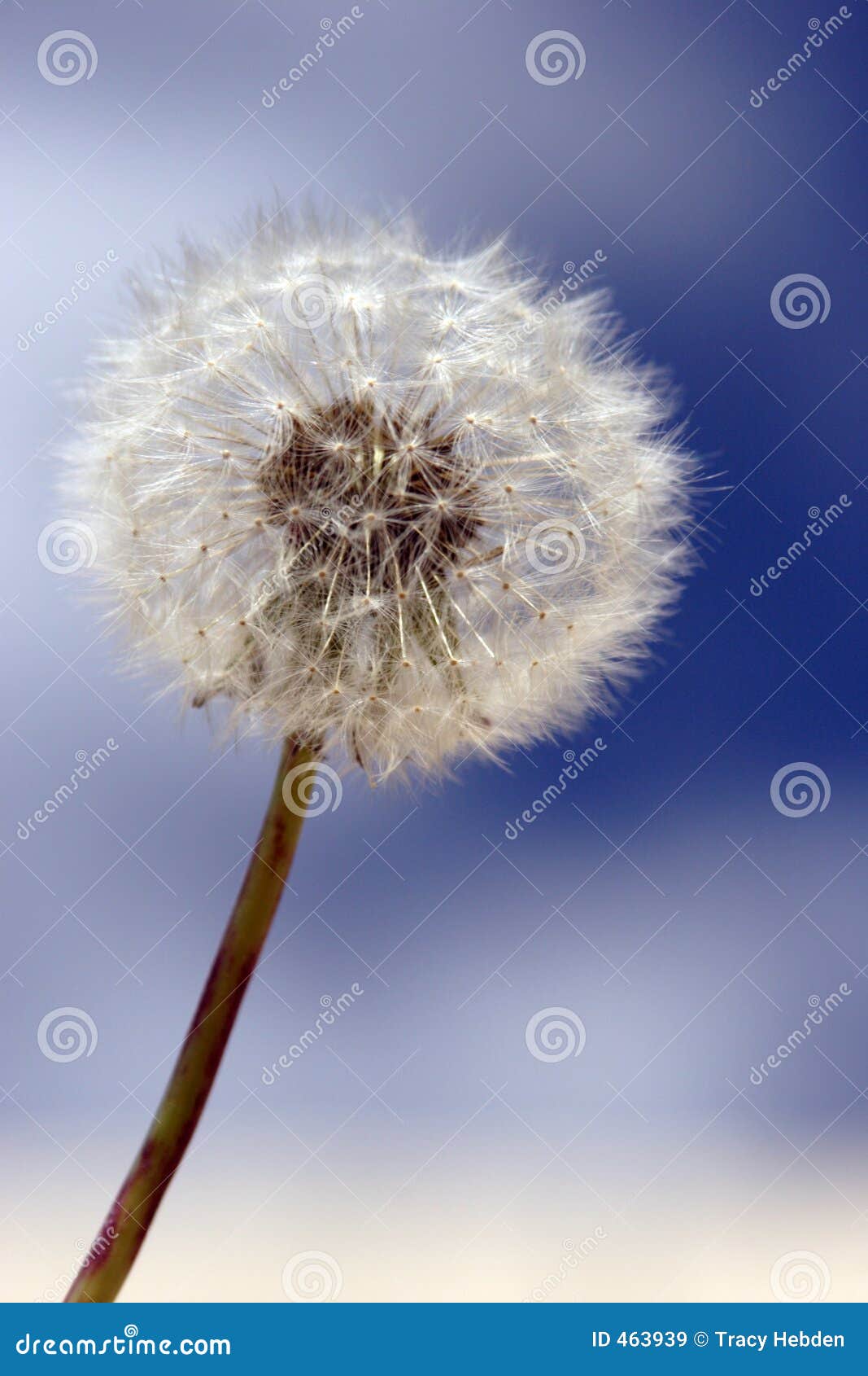 Dandelion head stock image. Image of cloud, dispersal, vertical - 463939