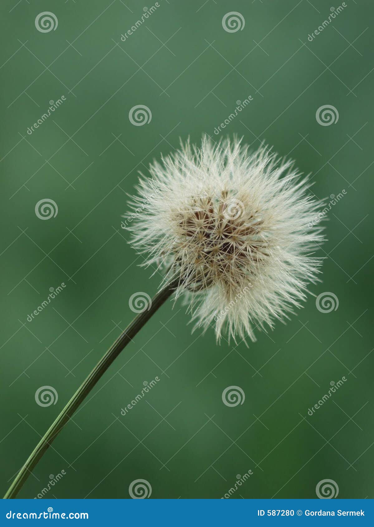 Dandelion head stock photo. Image of closeup, mask, outdoors - 587280