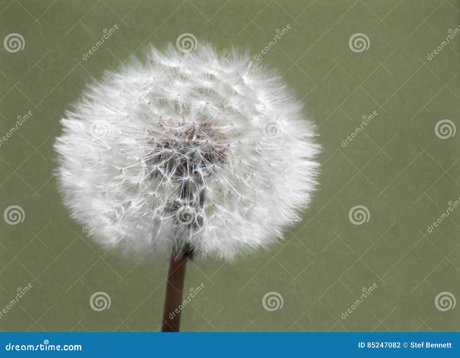 Dandelion head stock photo. Image of stem, grow, head - 85247082