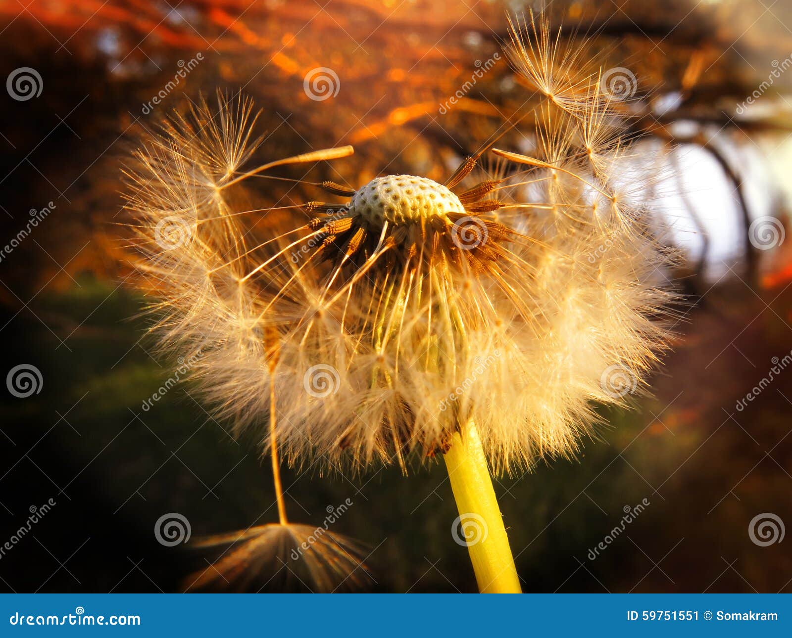 Dandelion Head stock image. Image of closeup, softness - 59751551