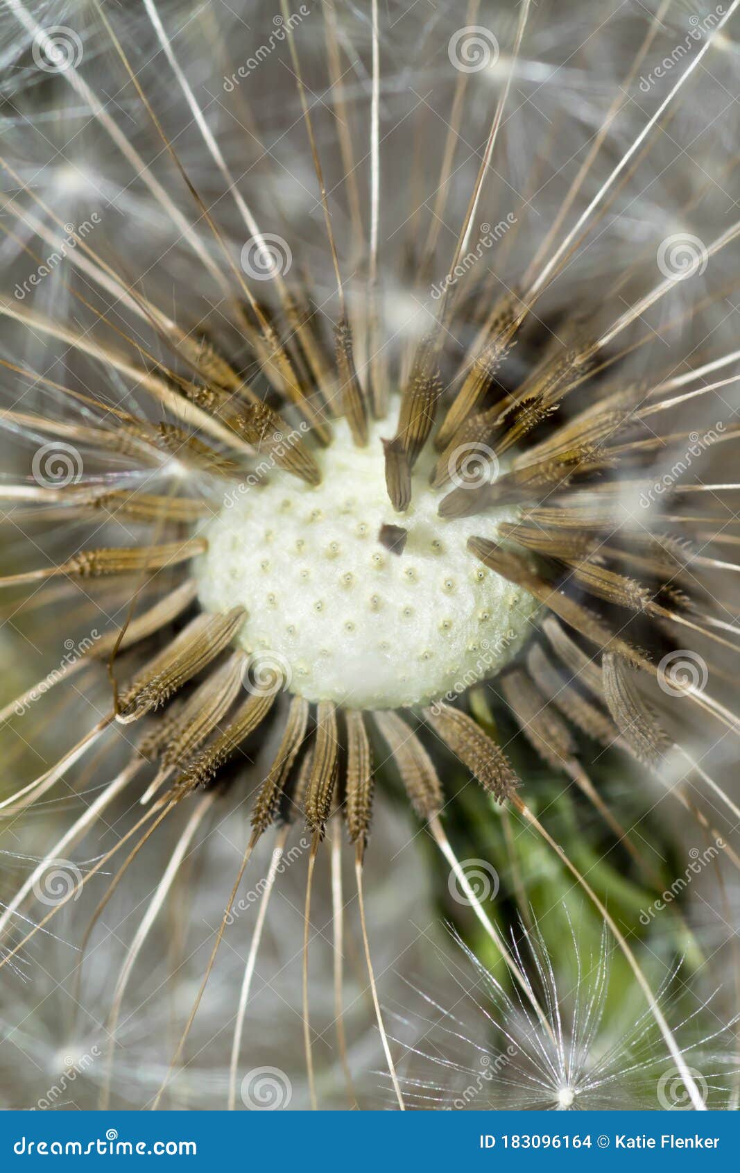 Dandelion head closeup stock photo. Image of abstract - 183096164