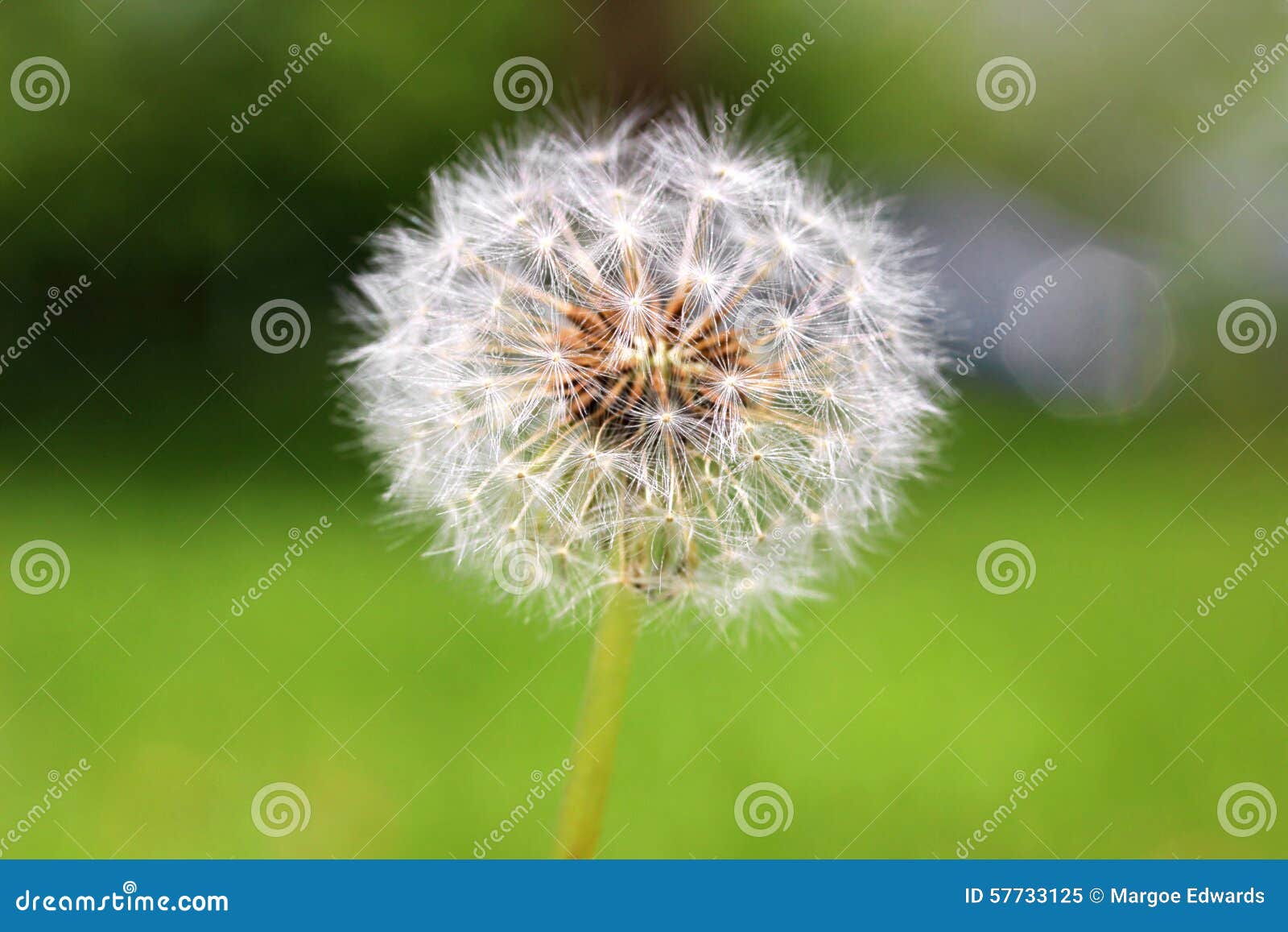 Dandelion head stock image. Image of closeup, outside - 57733125