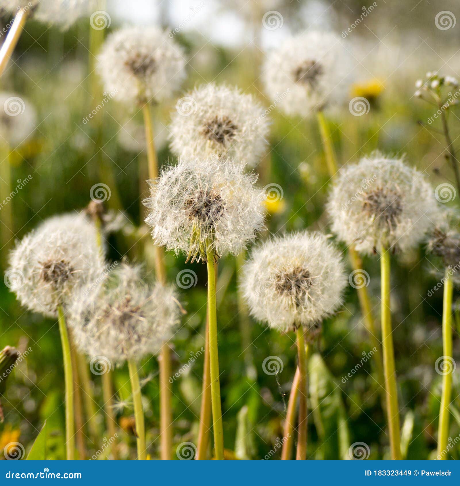 Dandelion heads on a medow stock image. Image of spring - 183323449