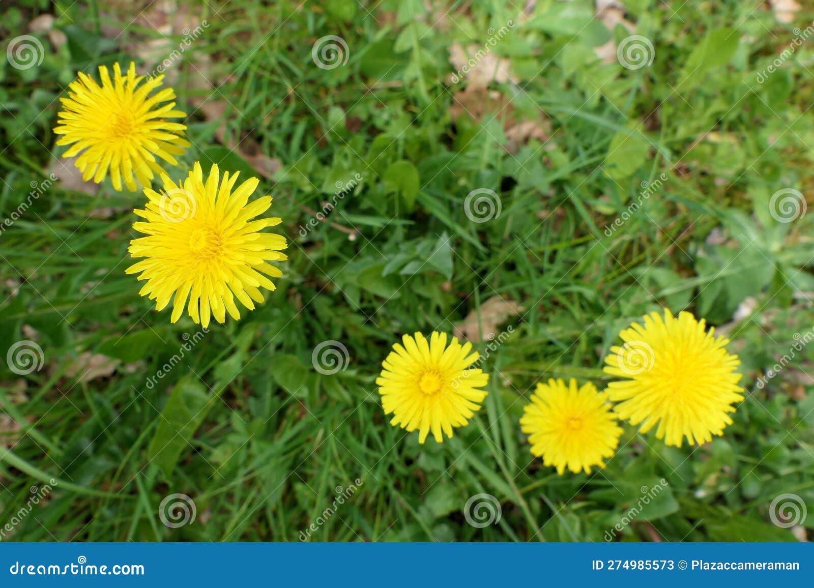 Dandelion Heads stock image. Image of life, background - 274985573
