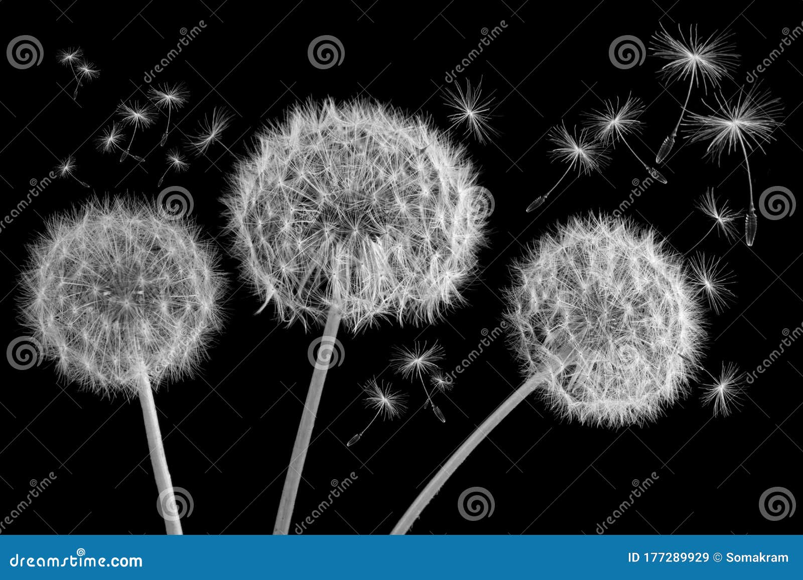 Dandelion Heads and Floating Seeds Stock Image - Image of fragile ...