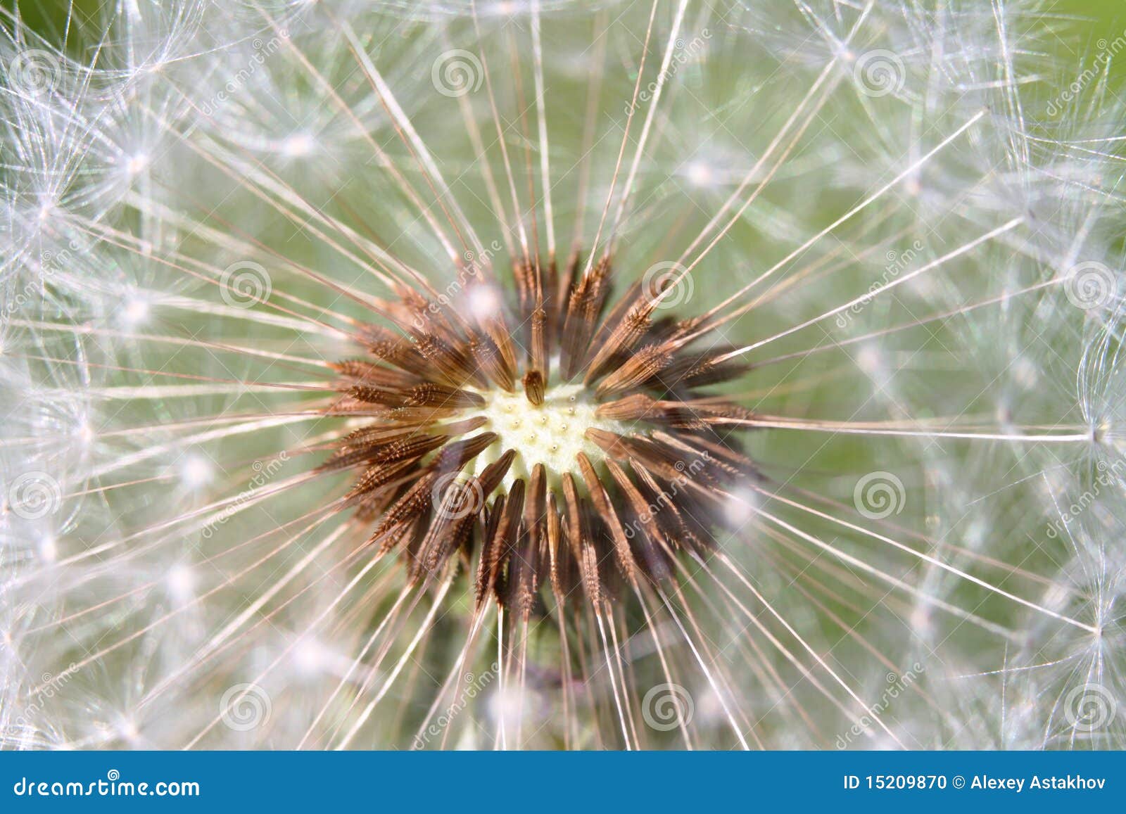 Dandelion heart stock photo. Image of flower, form, objects - 15209870