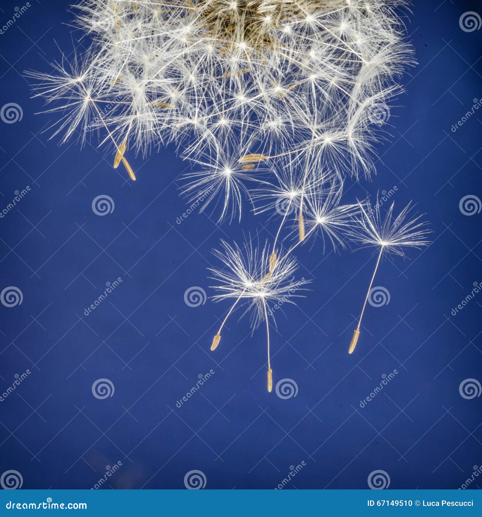 Dandelion with His Falling Seeds Stock Photo - Image of closeup, life ...
