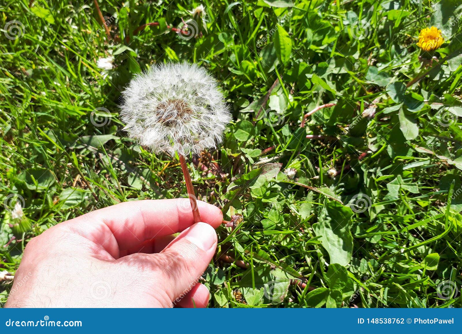 Dandelion in human hand stock photo. Image of nature - 148538762