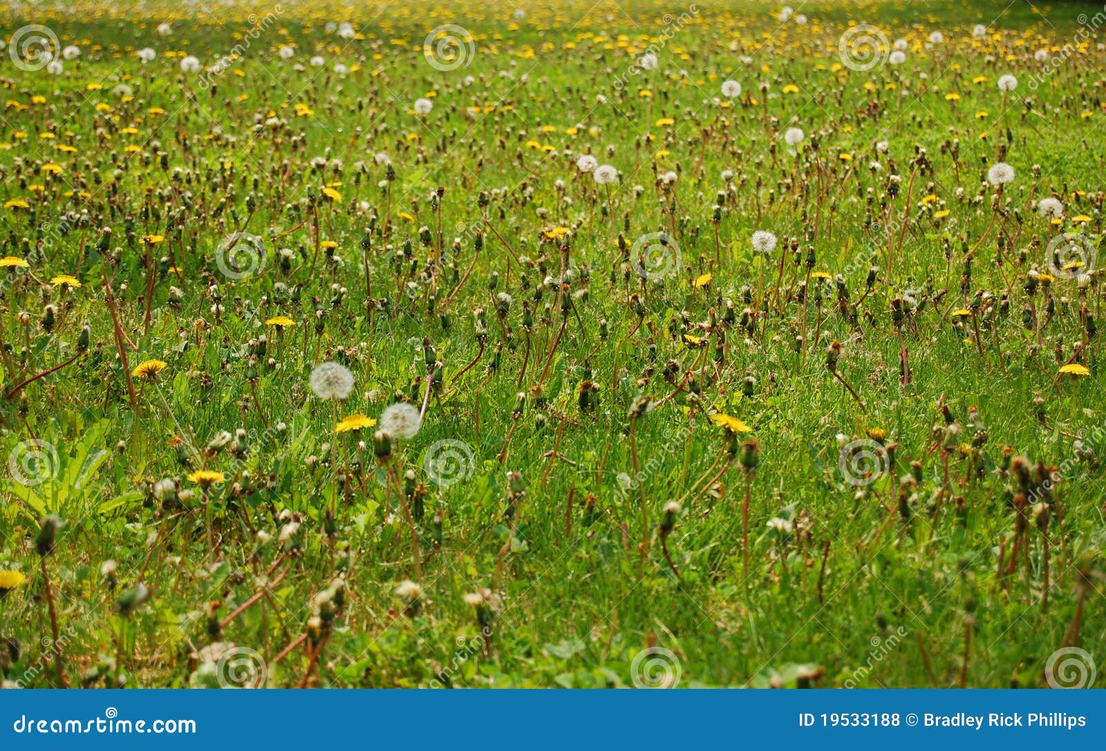 Dandelion infested lawn stock photo. Image of flower - 19533188