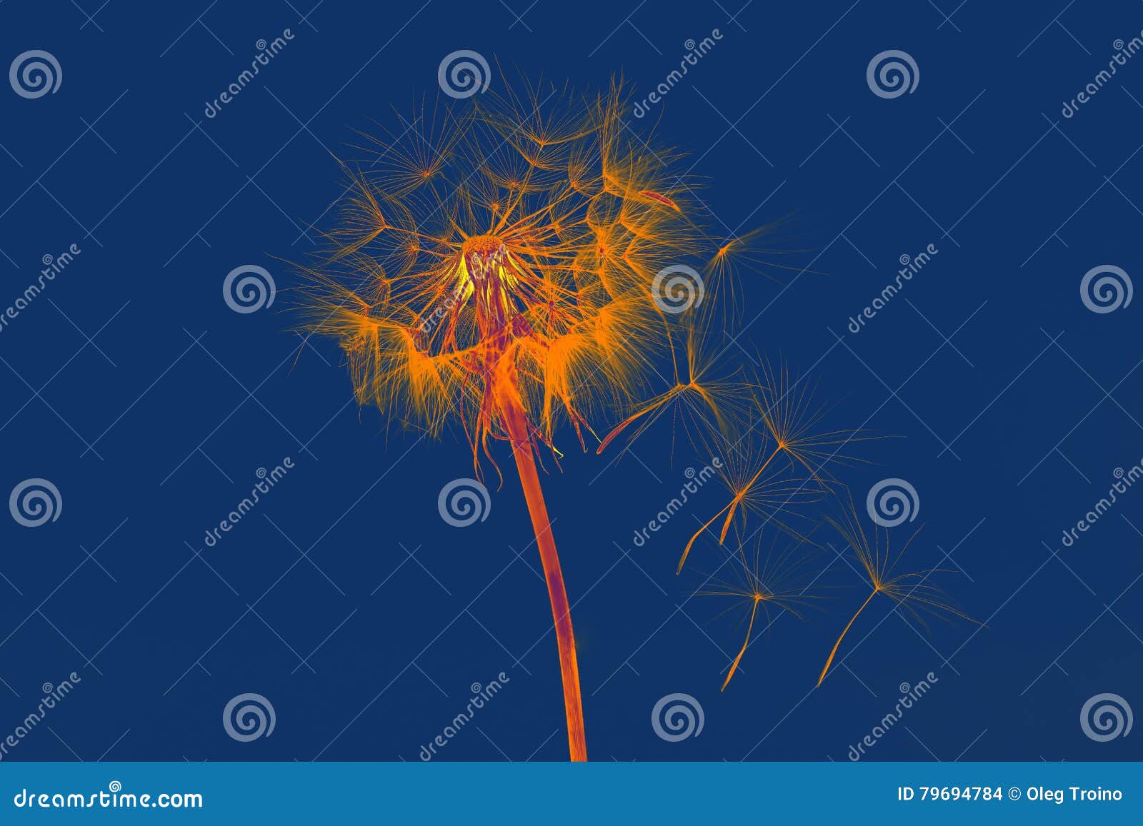 Dandelion and Its Flying Seeds in a Bright Color Inversion Stock Photo ...