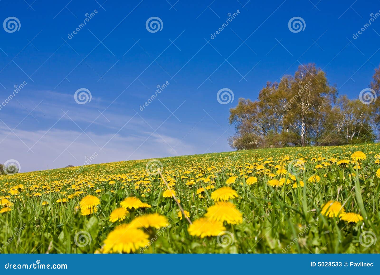 Dandelion landscape stock image. Image of outdoors, green - 5028533