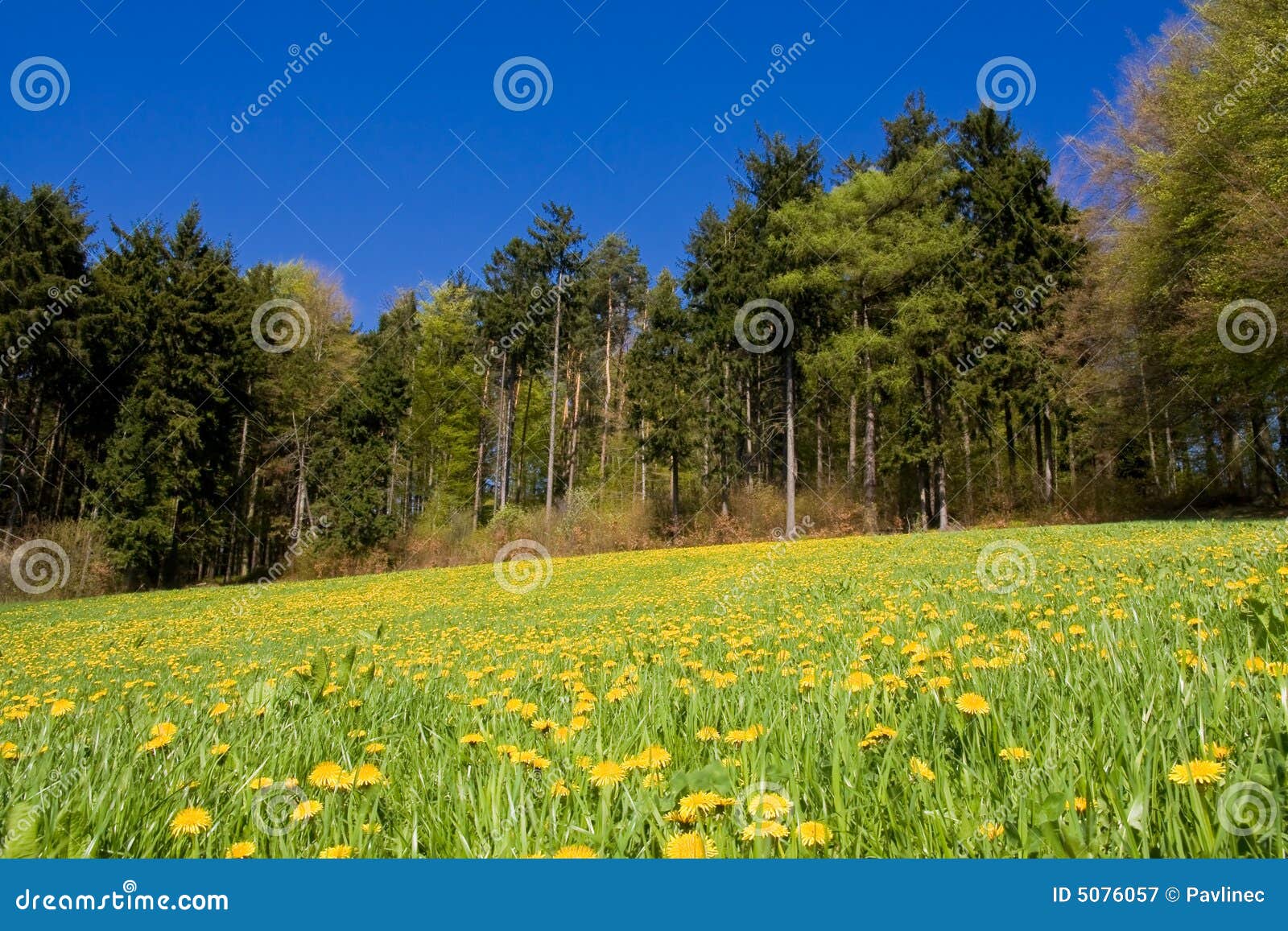 Dandelion landscape stock image. Image of green, farm - 5076057
