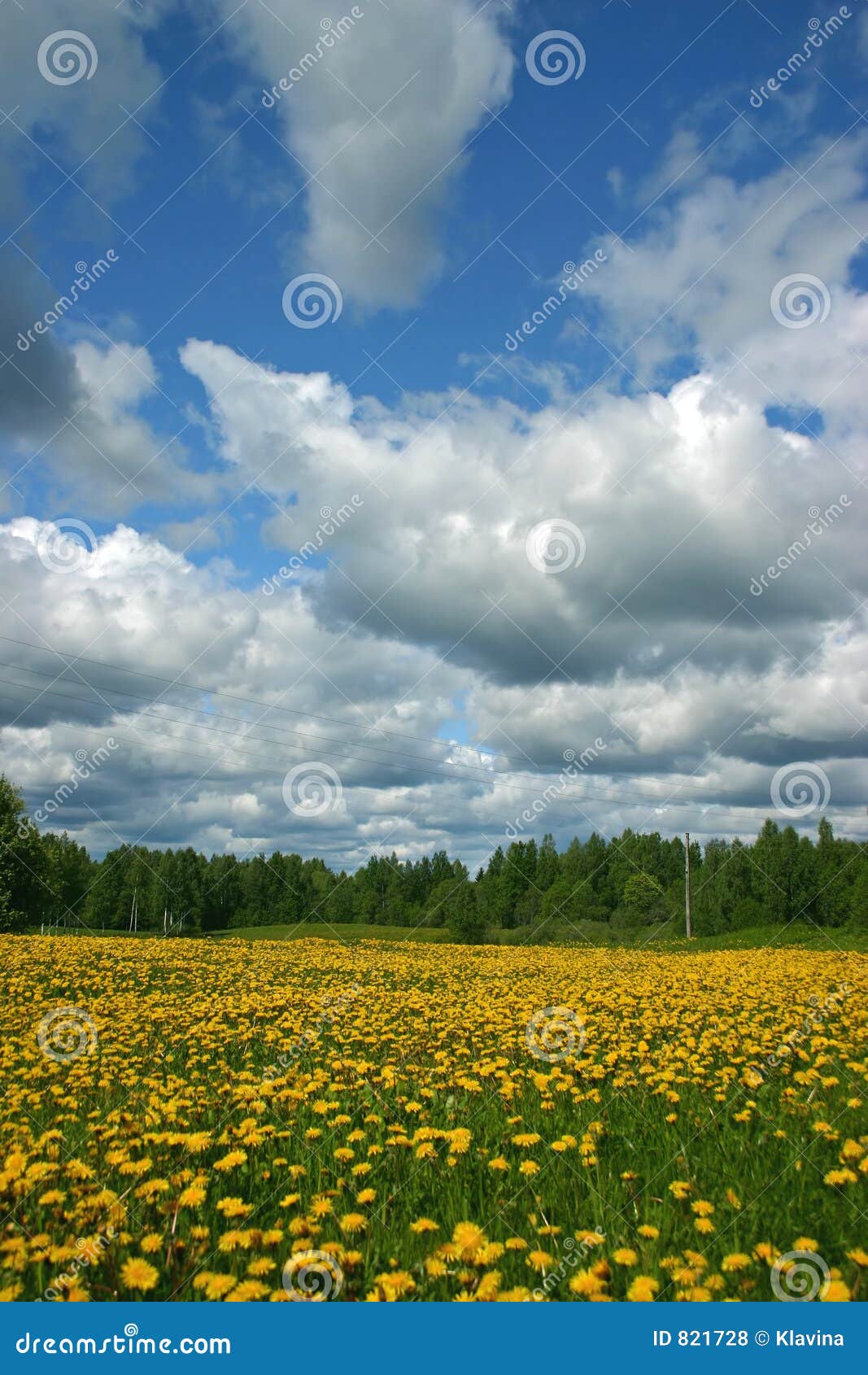 Dandelion landscape stock photo. Image of field, farmland - 821728