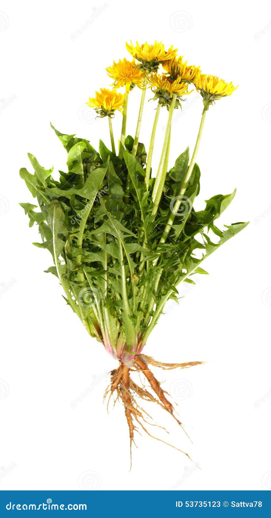 Dandelion stock image. Image of healing, yellow, spring - 53735123