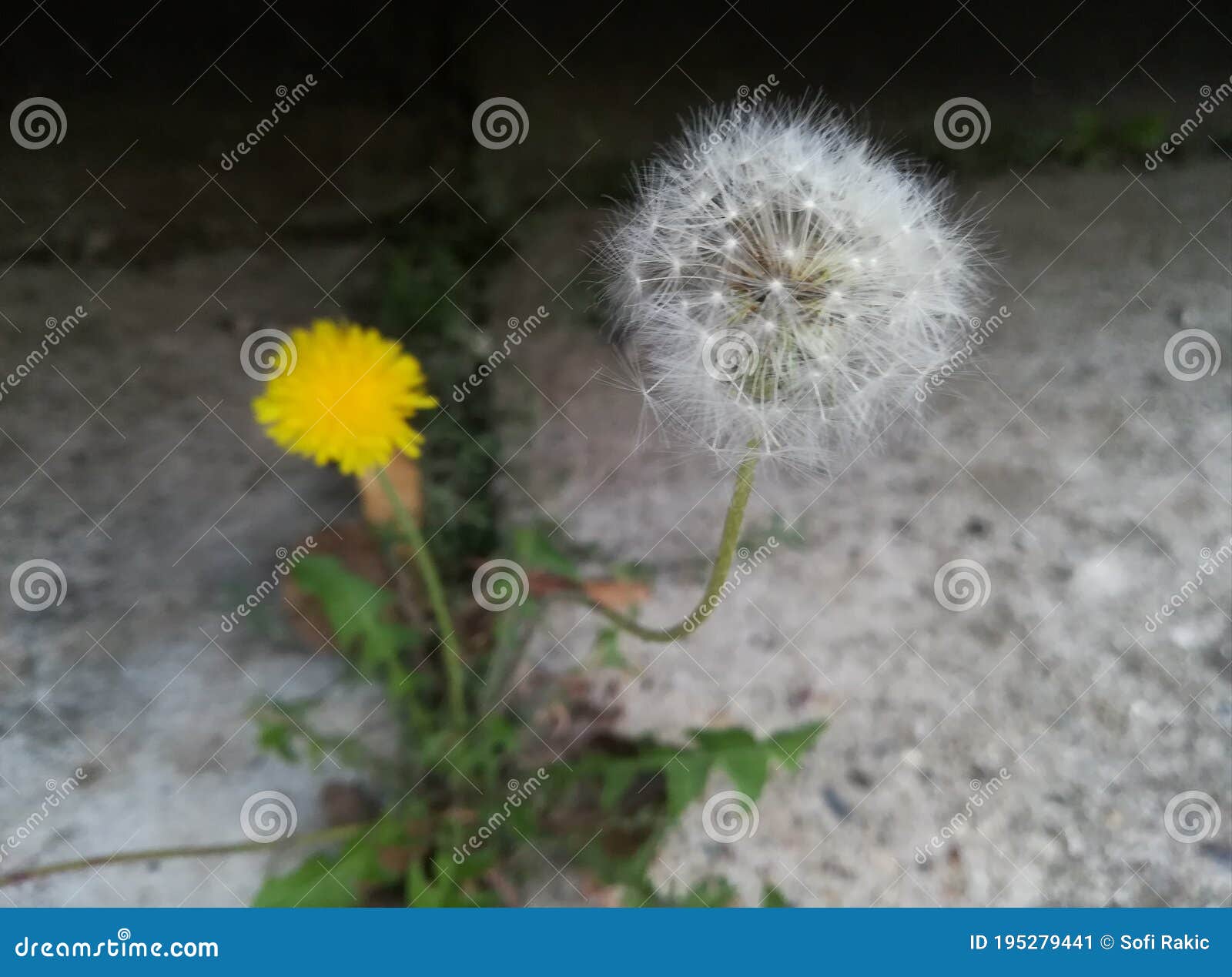 Dandelion life in short stock image. Image of short - 195279441