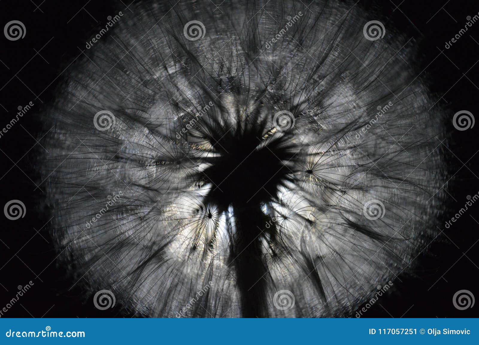 Dandelion lit at night stock image. Image of dark, nature - 117057251
