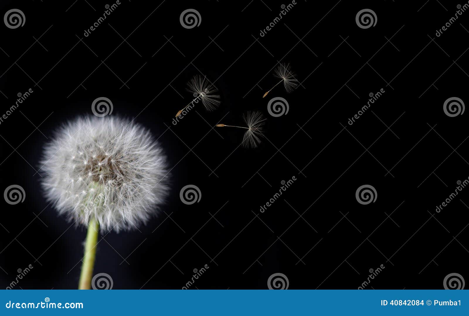 Dandelion Loosing Seeds in the Wind Stock Photo - Image of dispersal ...
