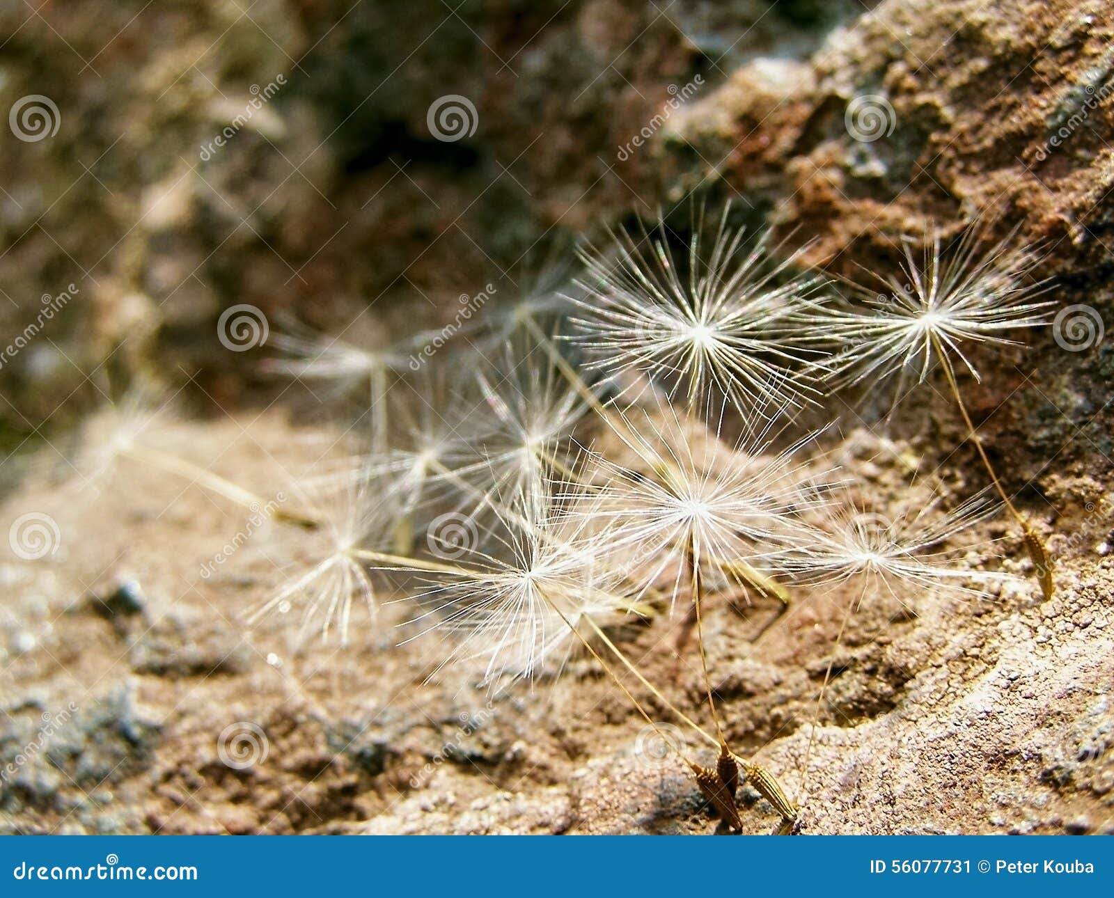 Dandelion Macro and Its Various Forms during Growth. Stock Image ...
