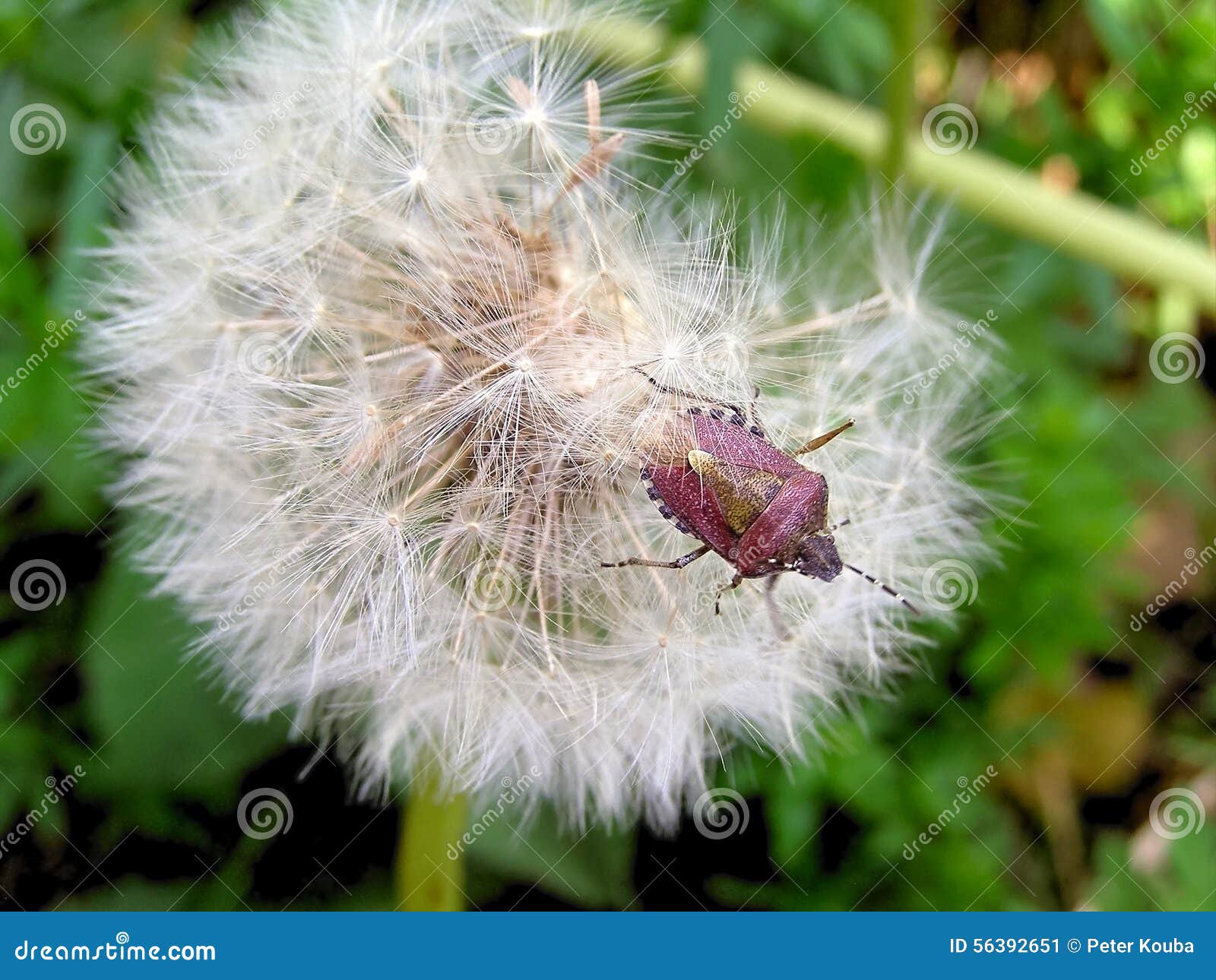 Dandelion Macro and Its Various Forms during Growth. Stock Image ...