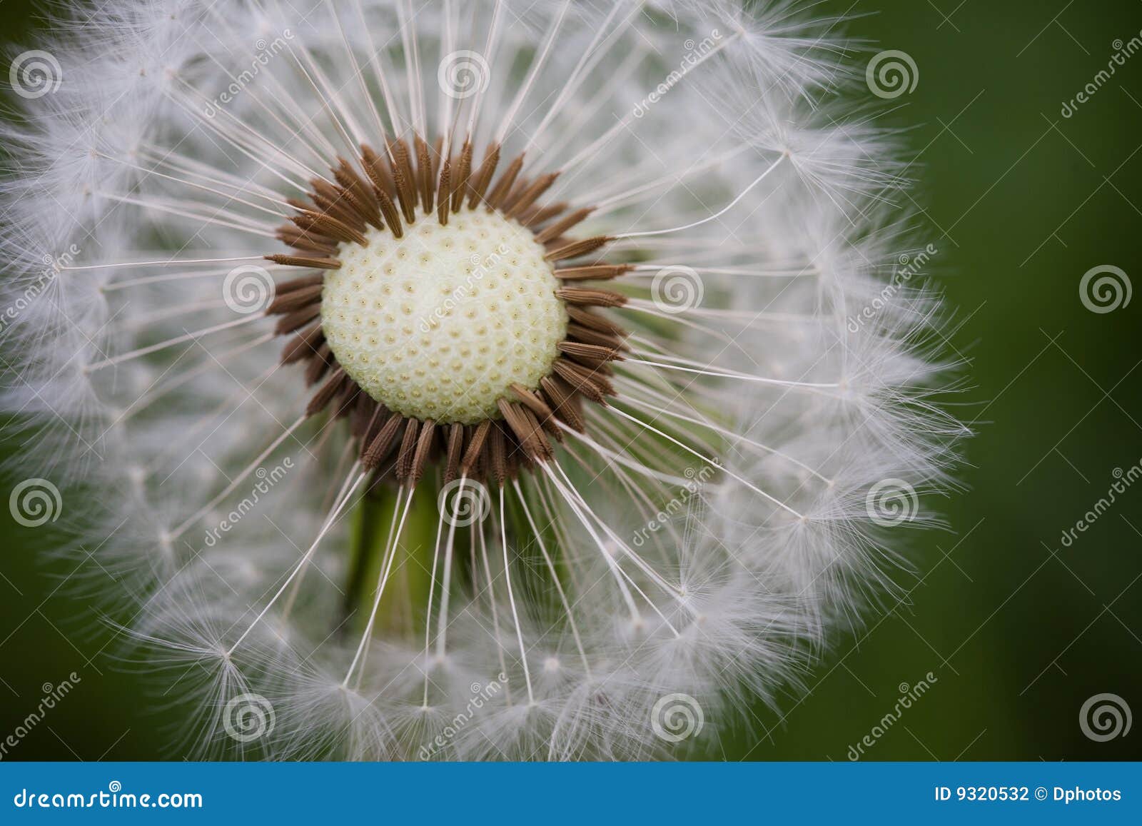 Dandelion in Macro Perspective Stock Photo - Image of garden, closeup ...
