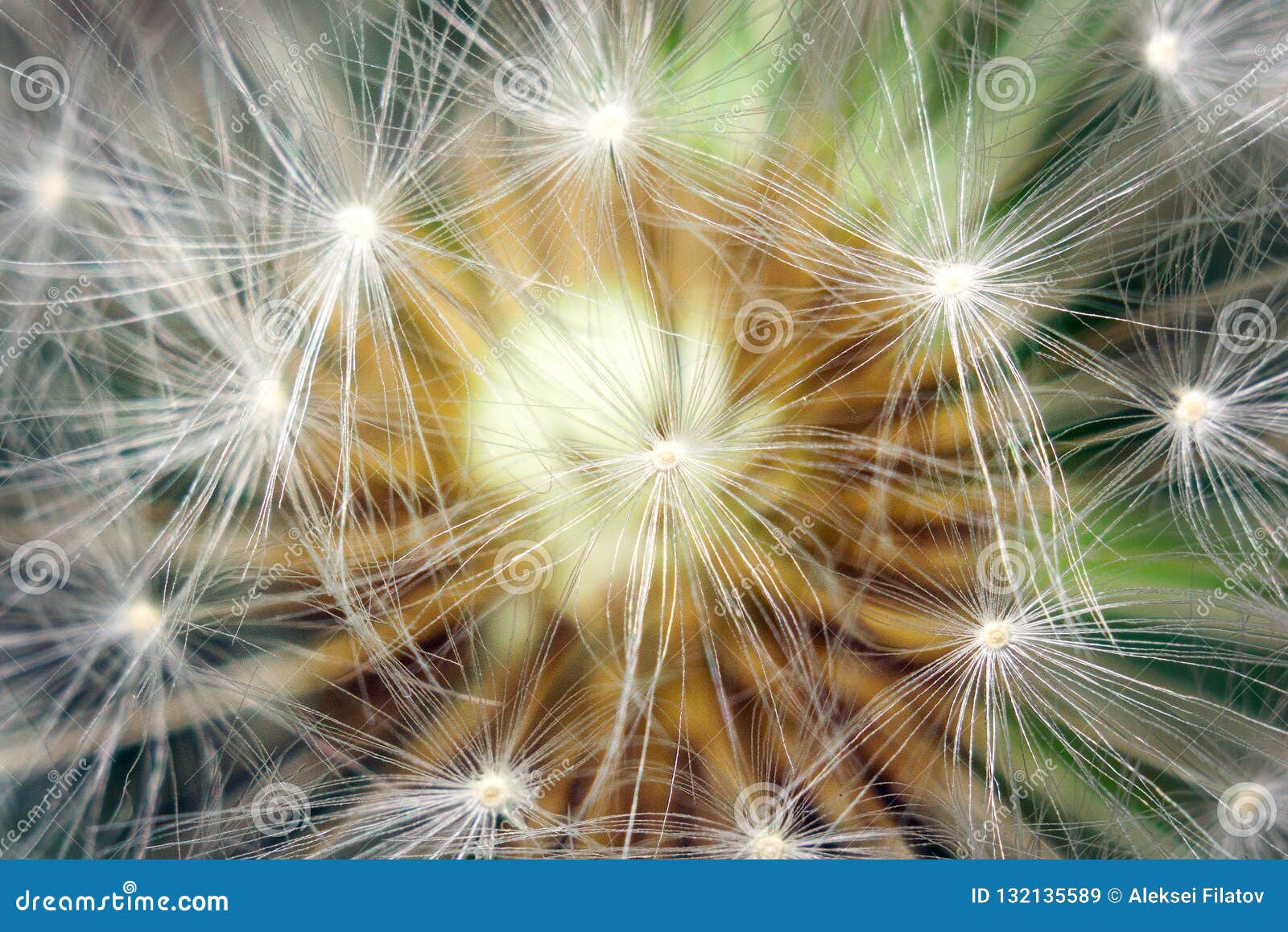 Dandelion macro photo stock image. Image of macro, flower - 132135589