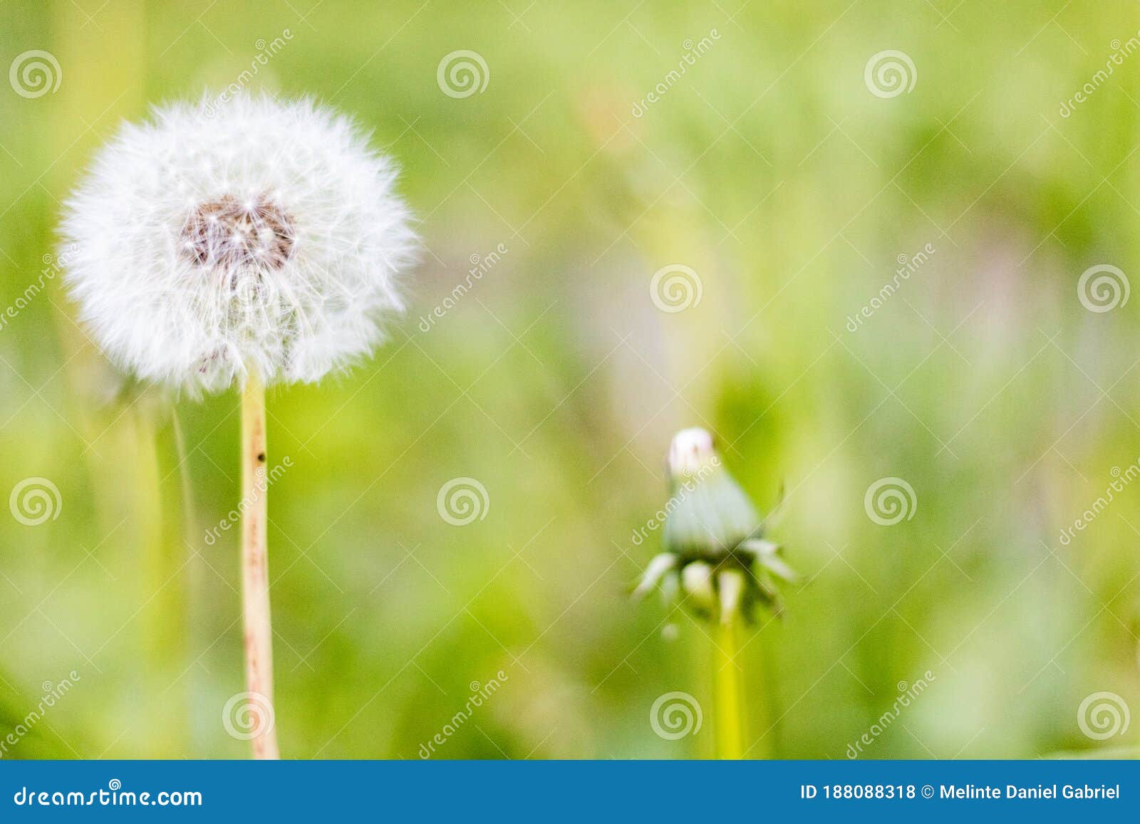 Dandelion Macro Photography Stock Photo - Image of nature, grassland ...