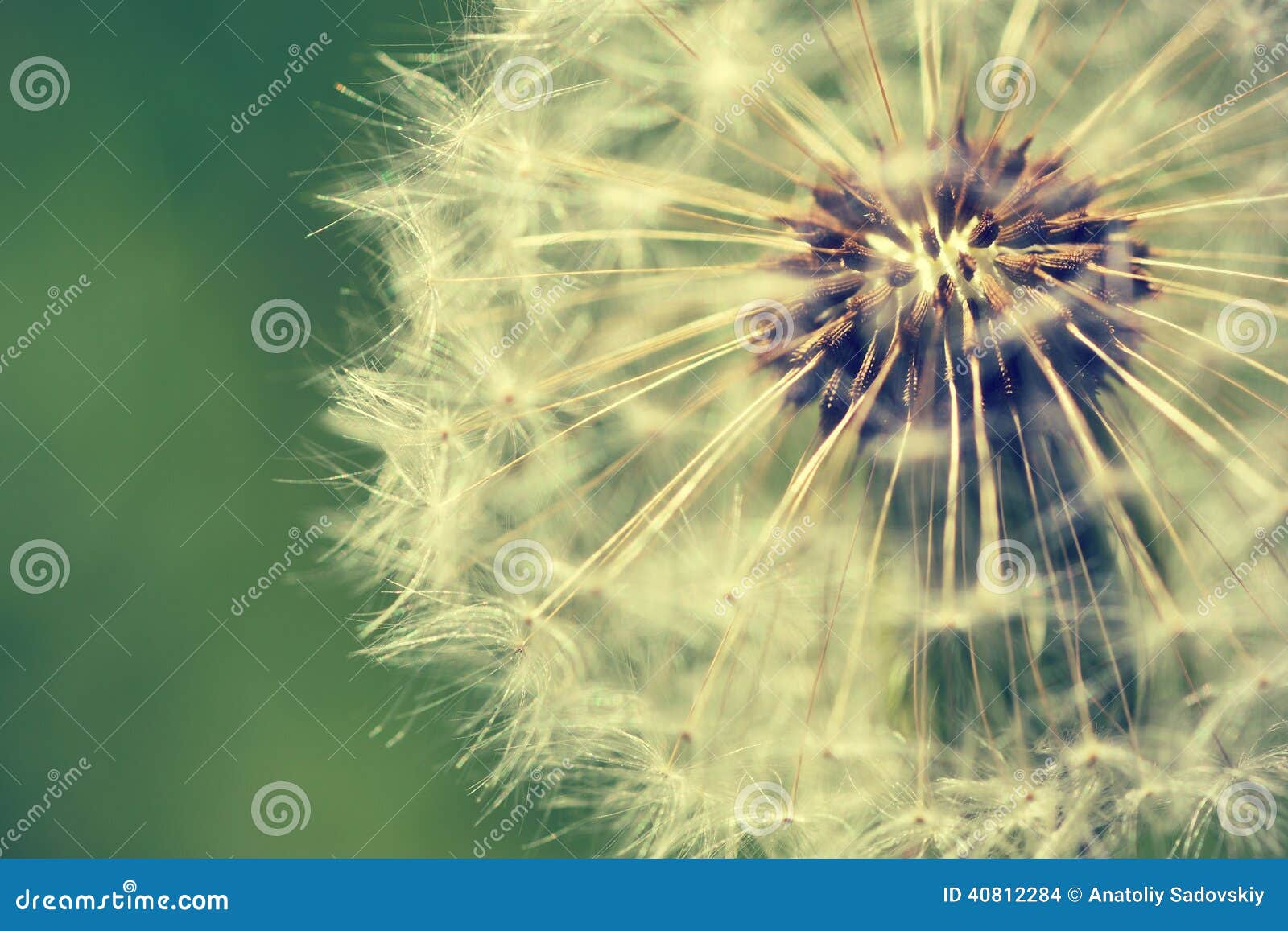 Dandelion Macro Retro Photo Stock Photo - Image of vintage, nature ...