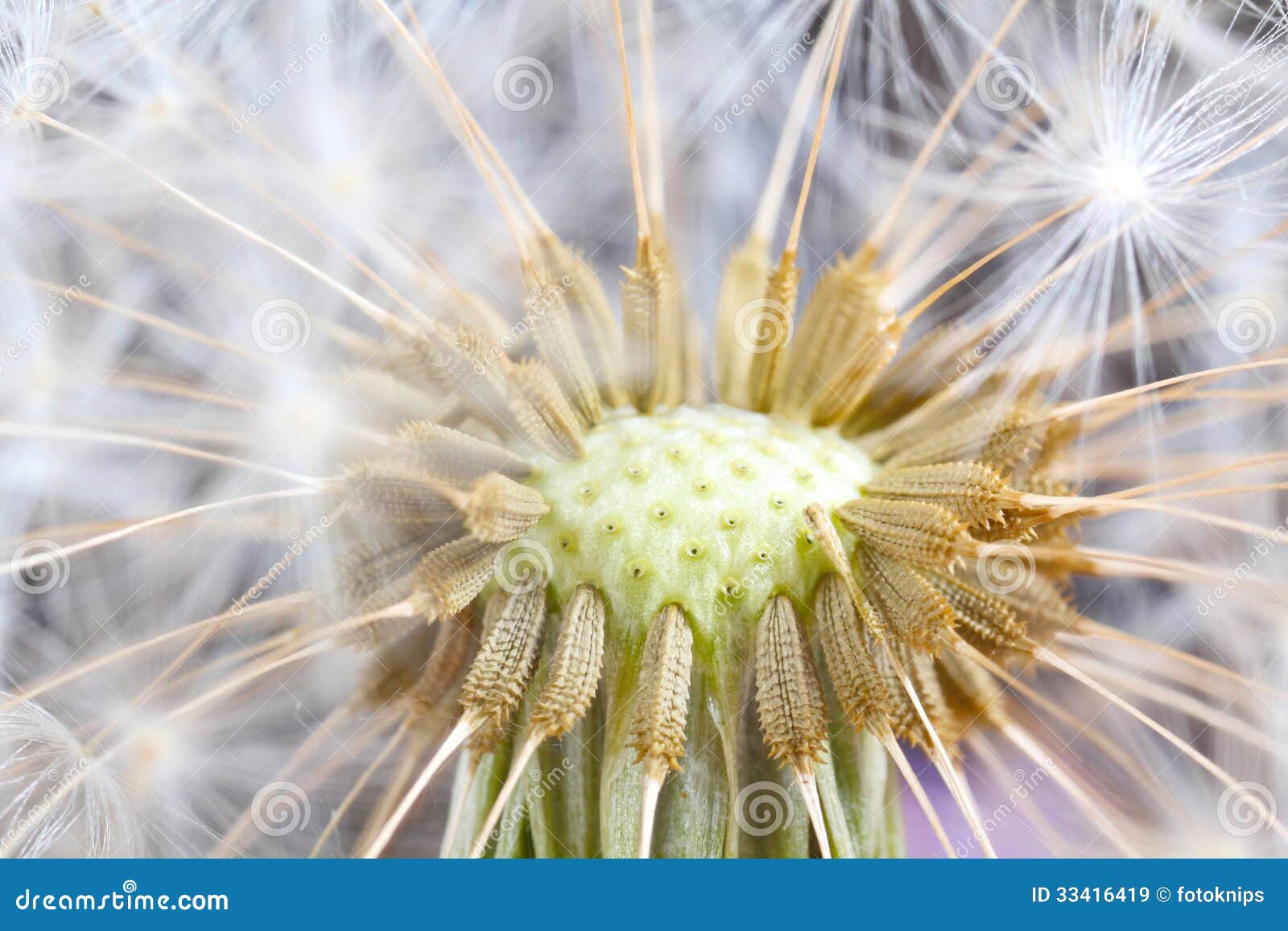 Dandelion, Macro, Seeds stock image. Image of seed, plant - 33416419