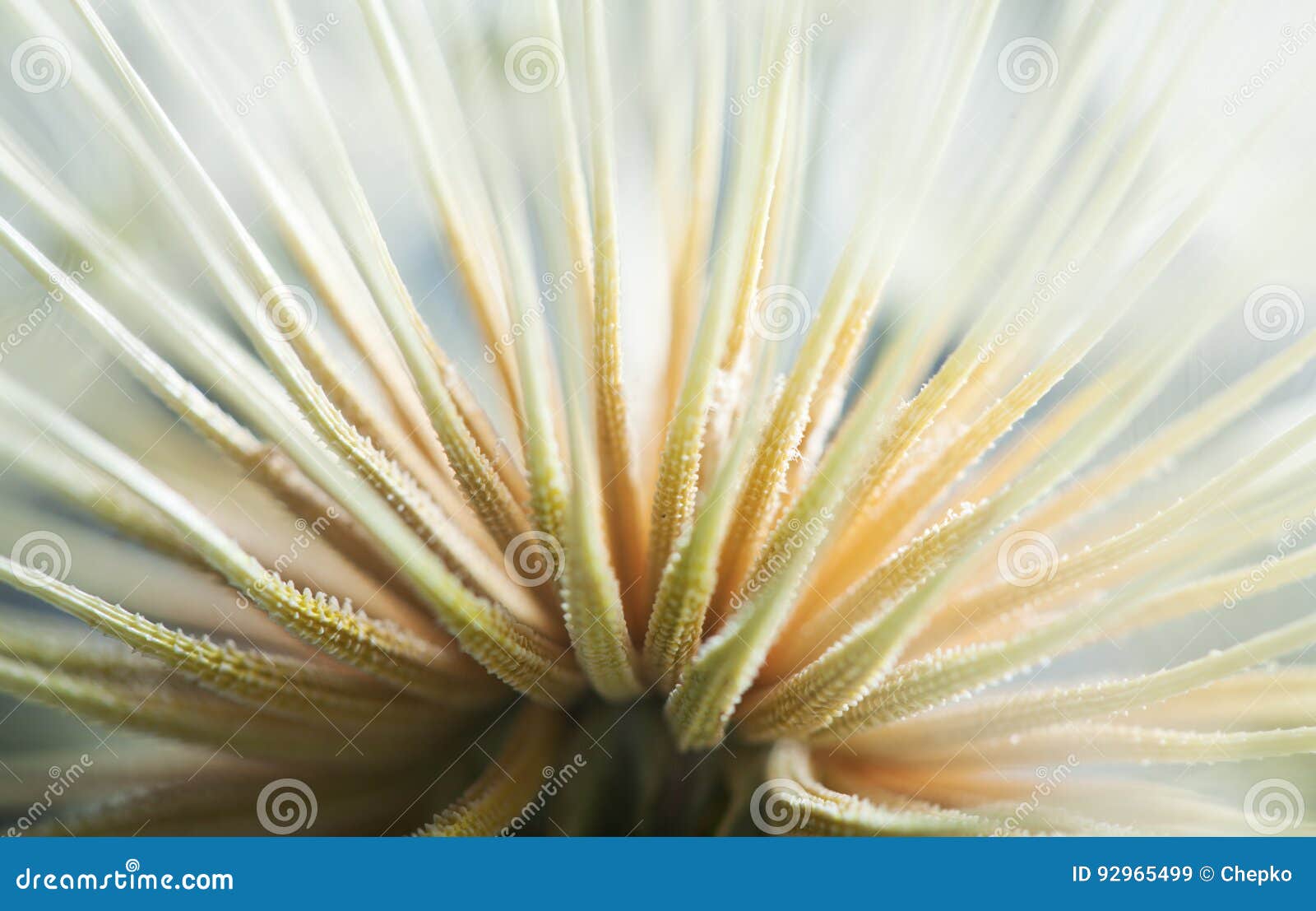 Dandelion Macro Shot of Seed Abstract Look Stock Image - Image of ...