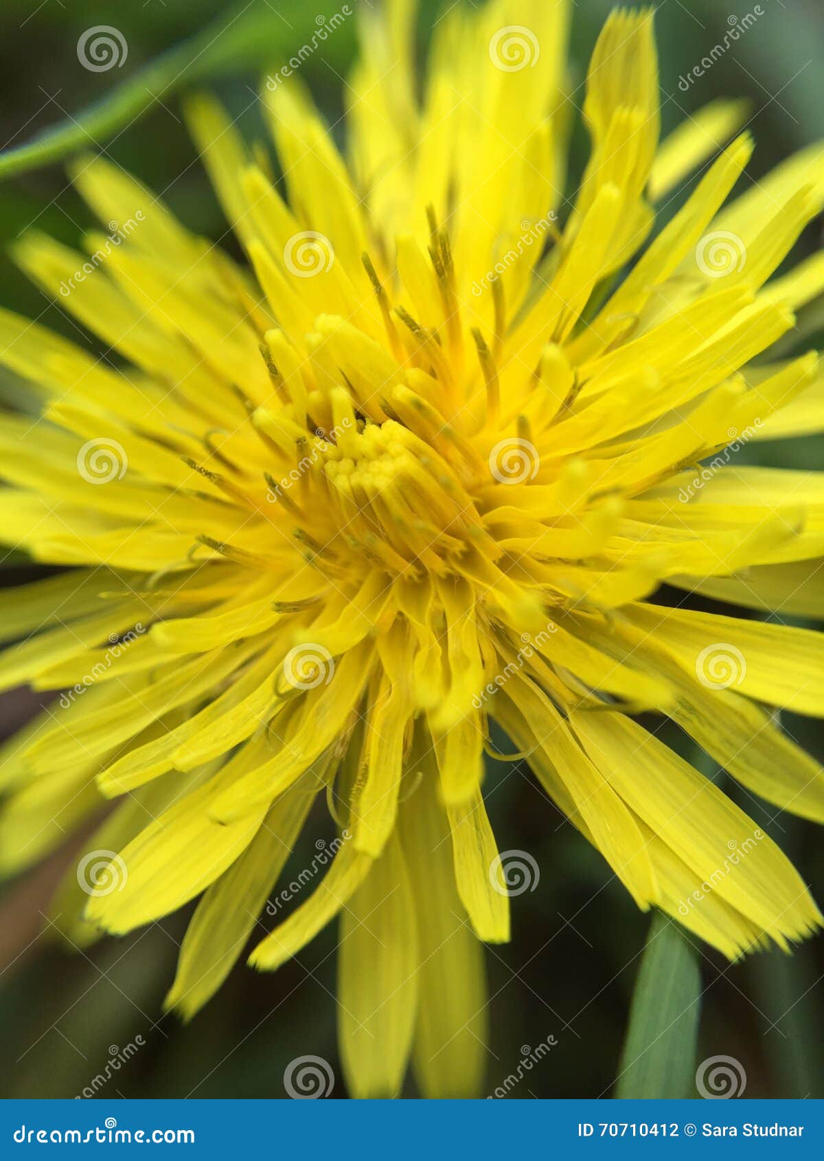 Dandelion stock photo. Image of pettals, dandelion, flower - 70710412
