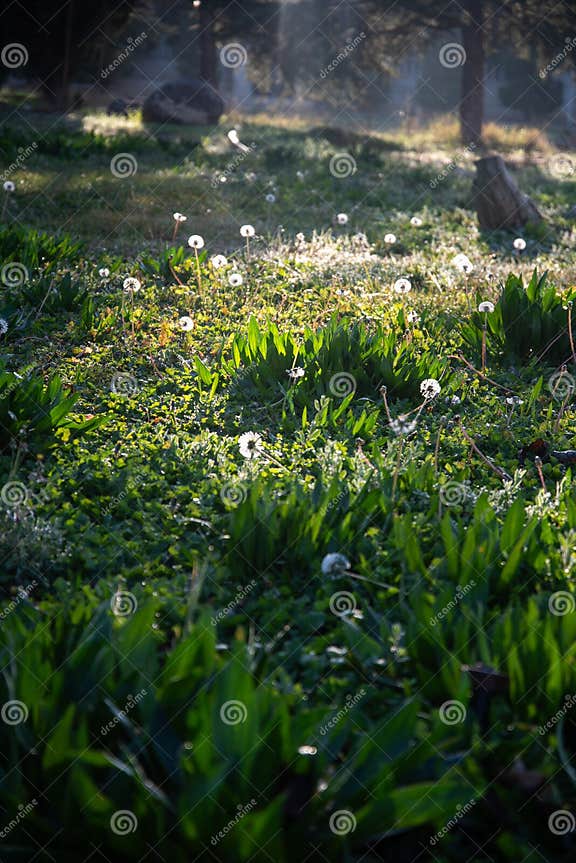 Dandelion magic forest stock photo. Image of sunny, garden - 308657288