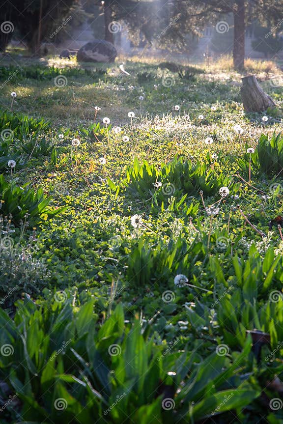 Dandelion magic forest stock image. Image of dream, sunlight - 311222877