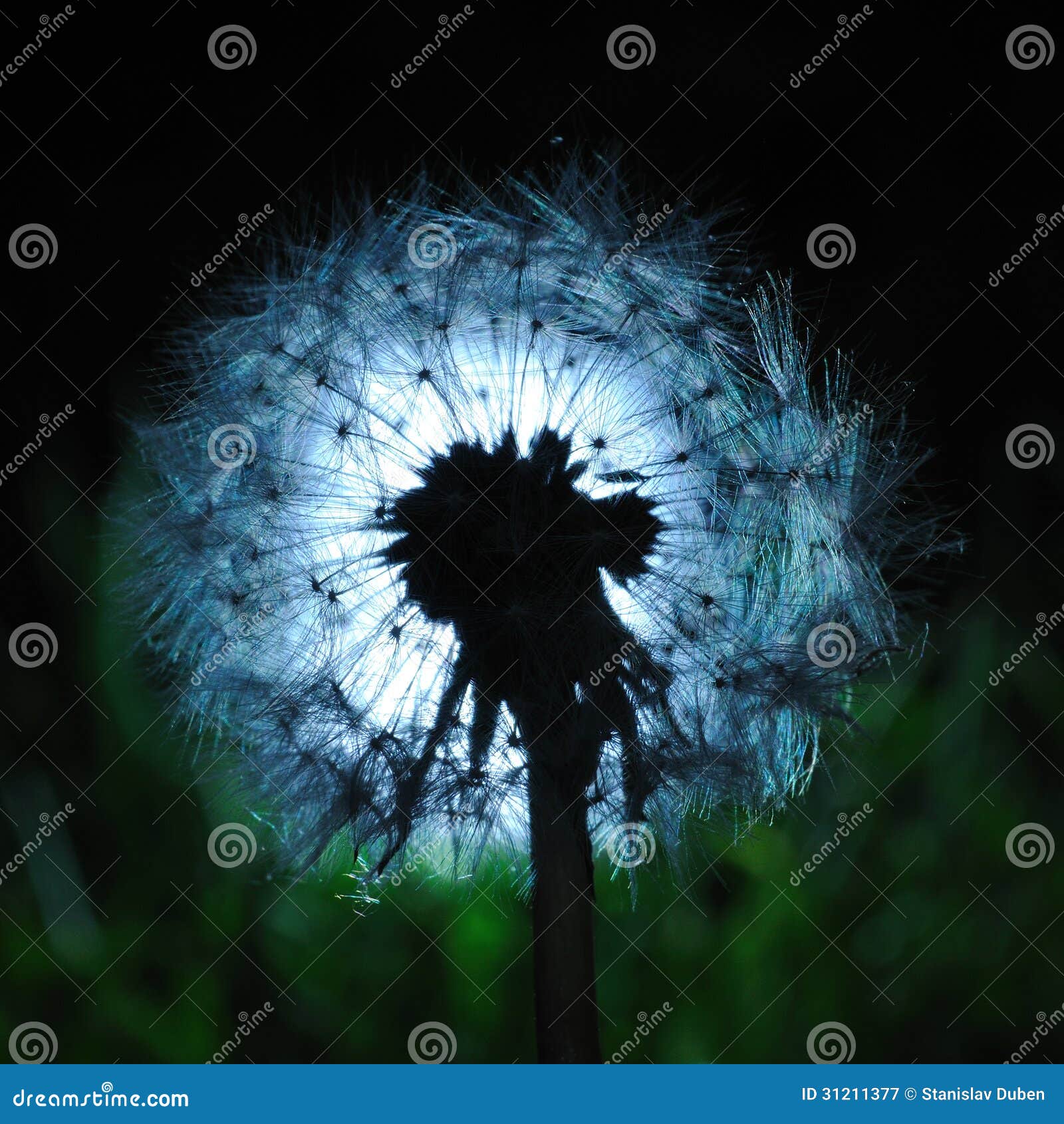 Dandelion Magic Garden Lantern Stock Image - Image of close, night ...