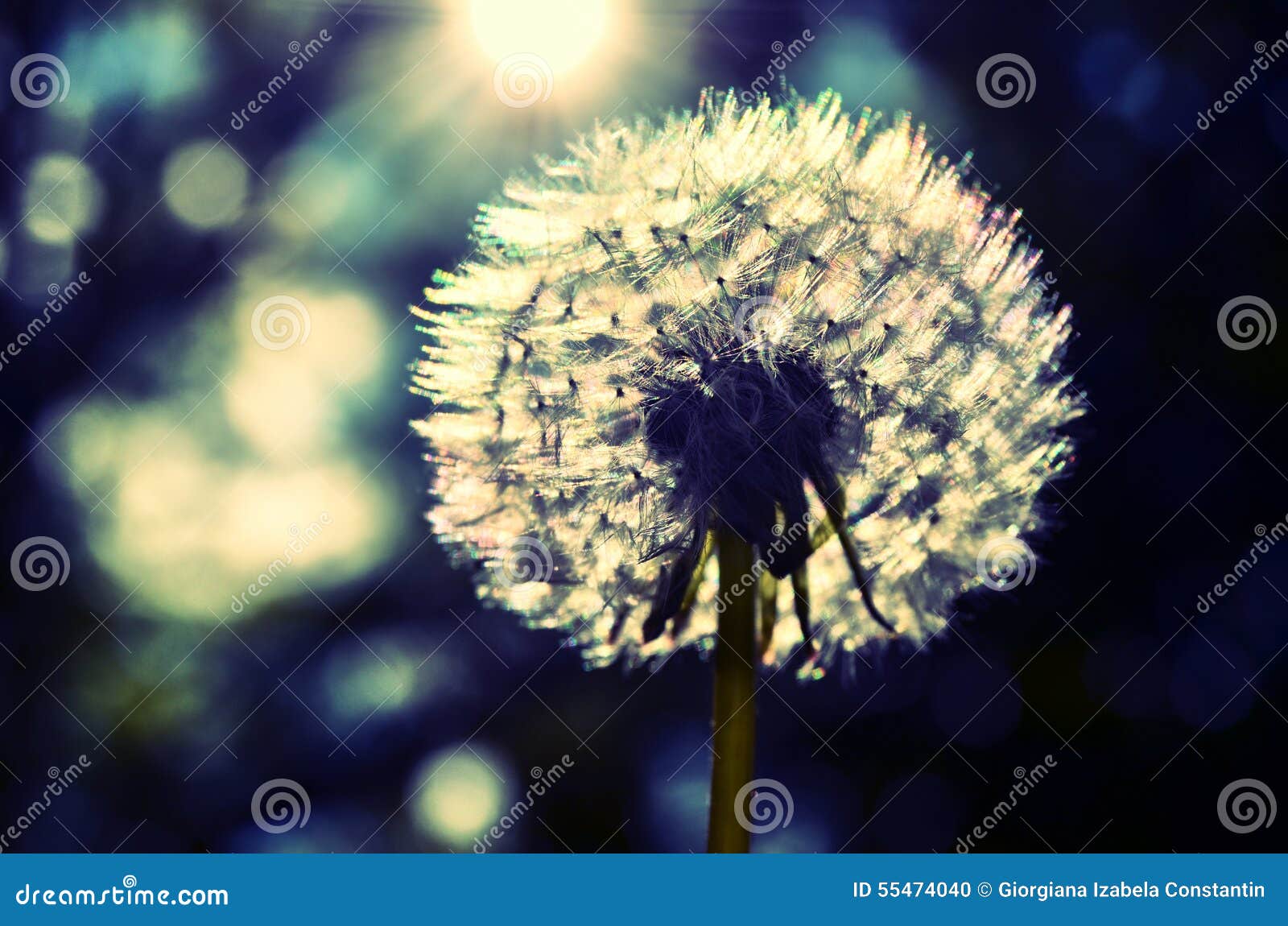 Dandelion - make a wish stock photo. Image of nature - 55474040