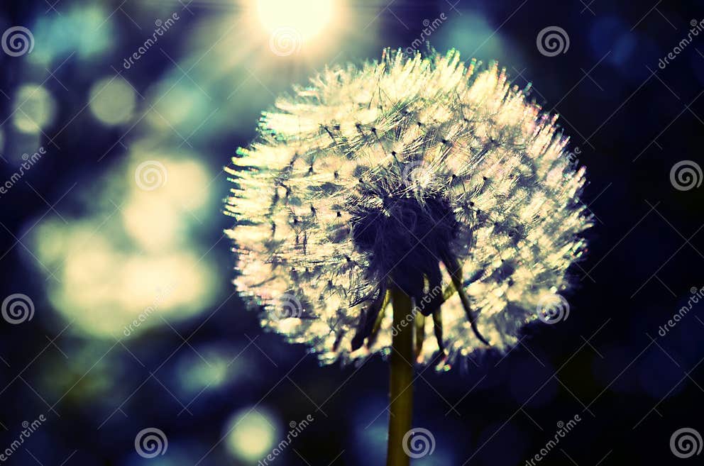 Dandelion - make a wish stock photo. Image of nature - 55474040