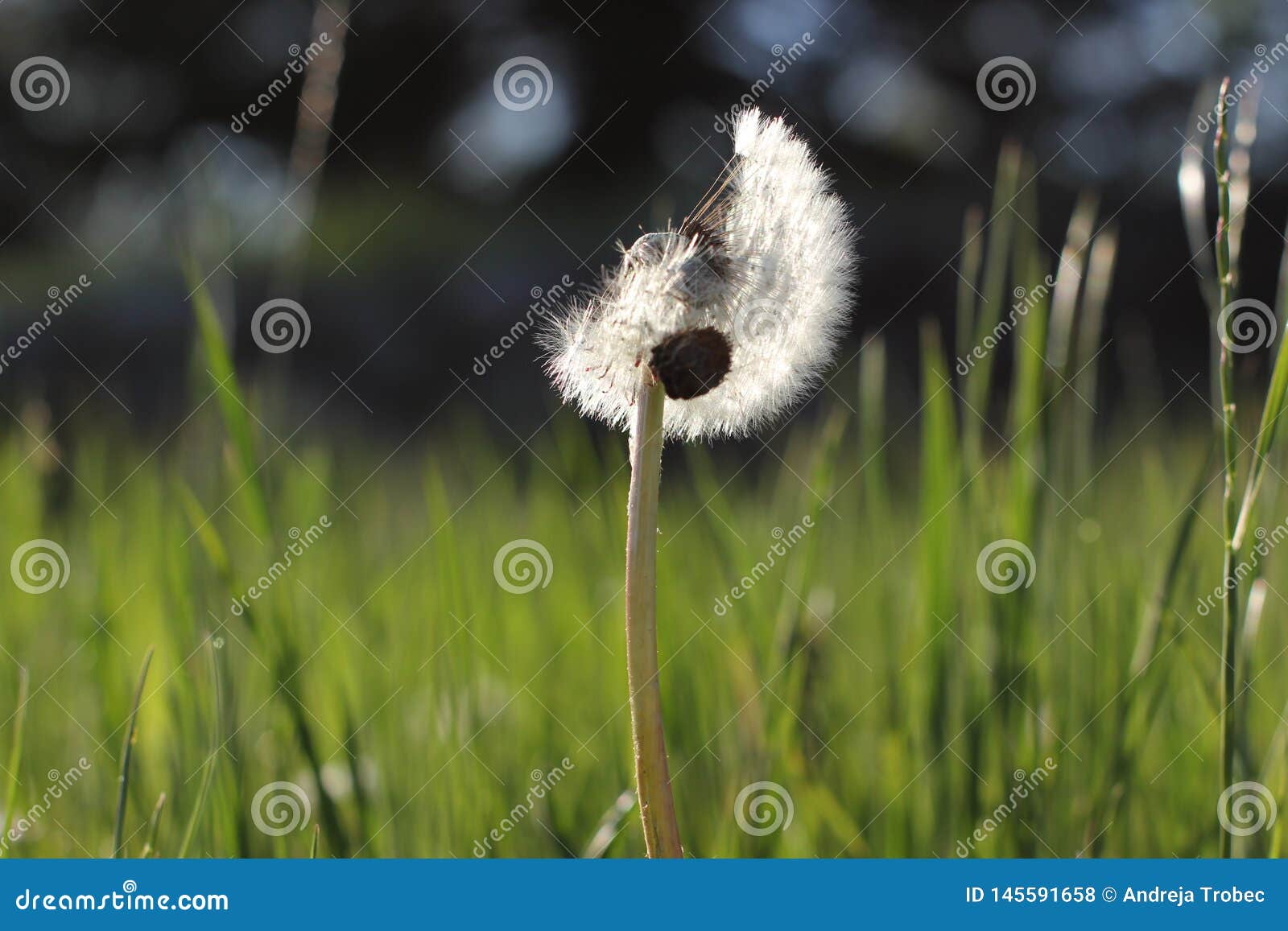 Dandelion on the meadow stock photo. Image of time, early - 145591658