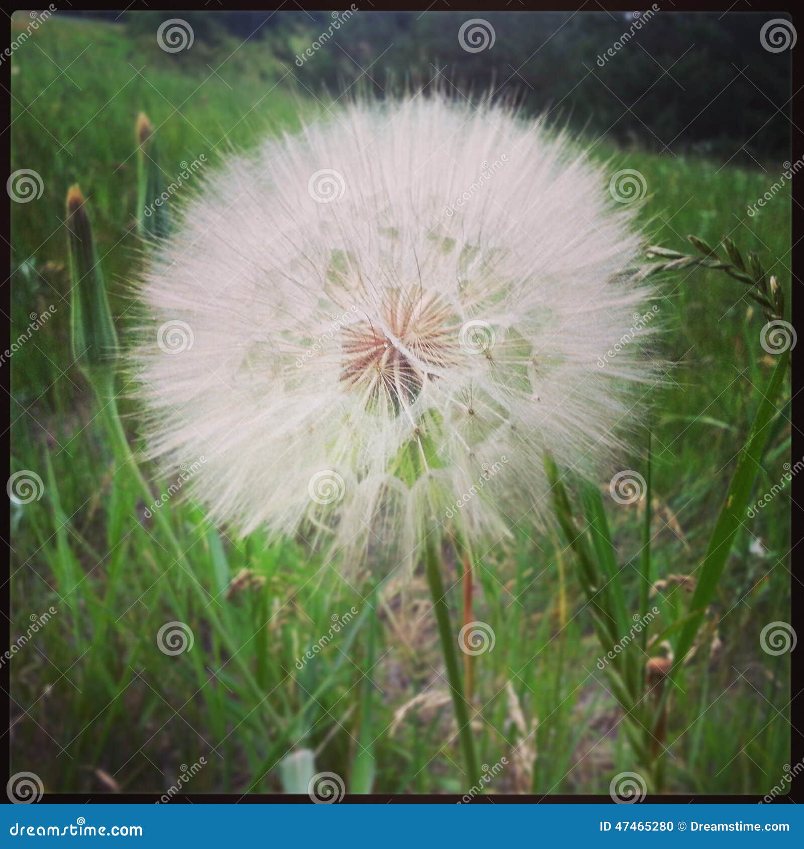 Dandelion stock photo. Image of prairie, white, dandelion - 47465280
