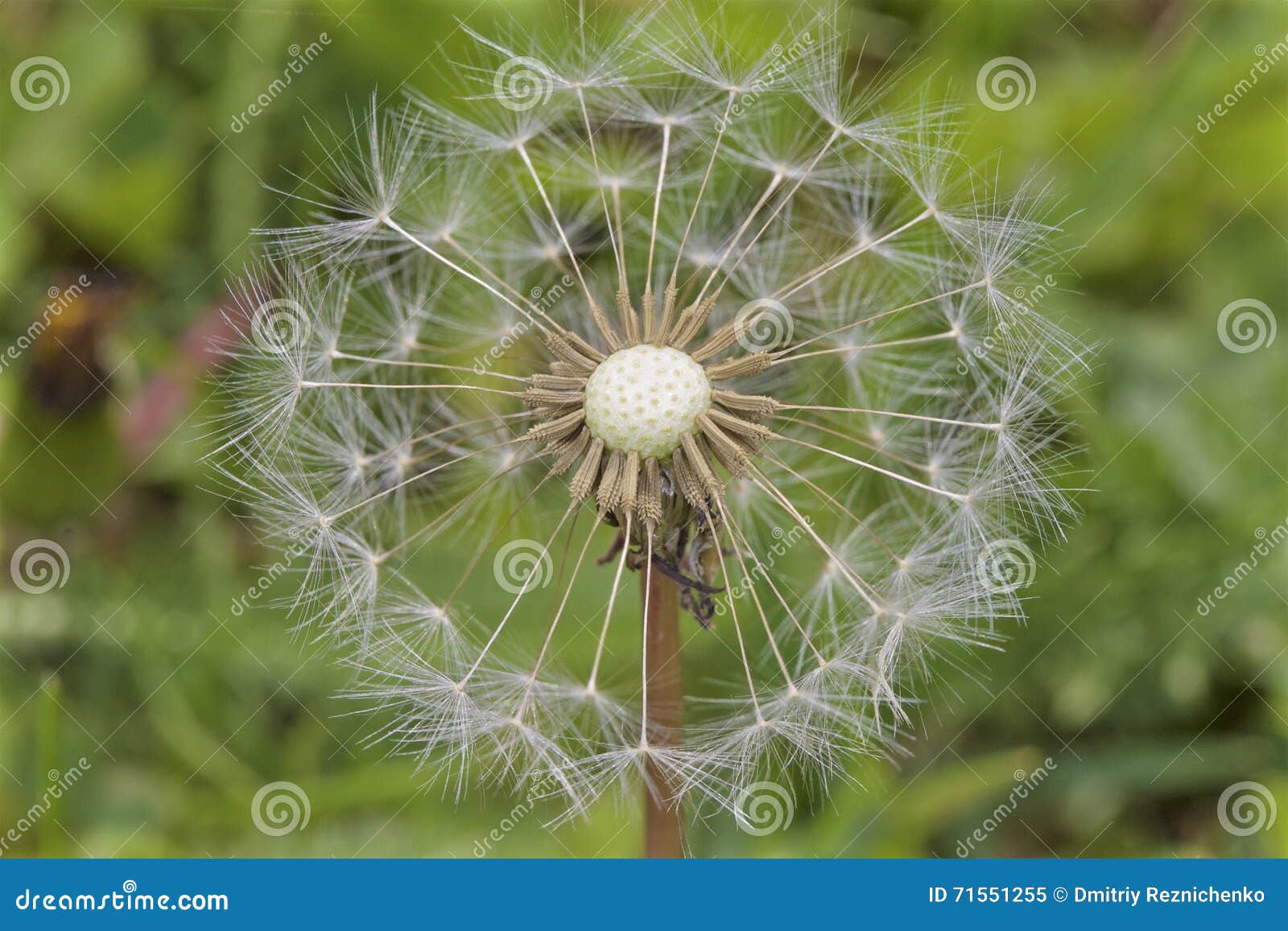 Dandelion moon stock image. Image of freedom, moon, hill - 71551255