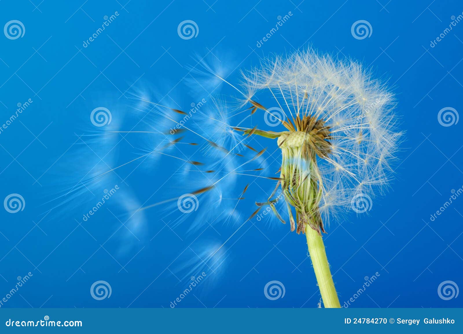 Dandelion with Moving Seeds on a Blue Background Stock Photo - Image of ...