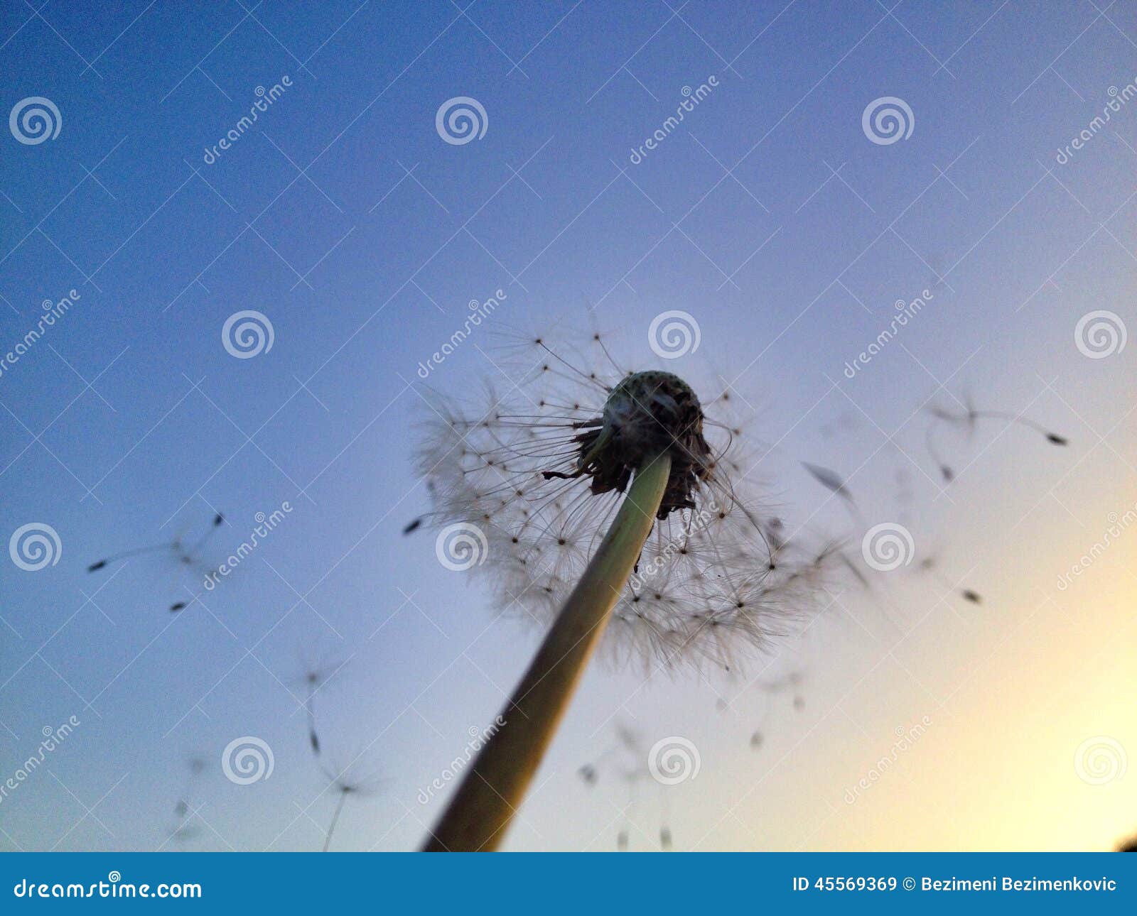 Dandelion stock image. Image of petal, nature, bloom - 45569369