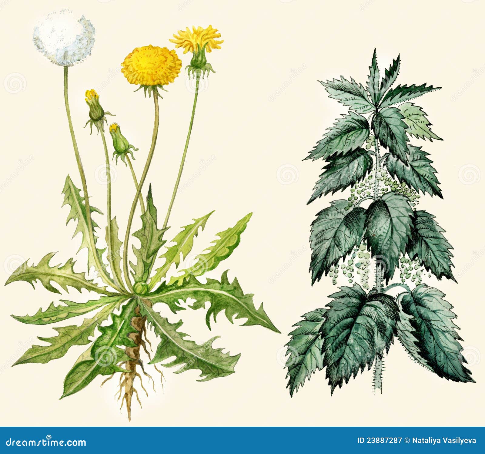 Nettle Cartoons, Illustrations & Vector Stock Images - 2022 Pictures to ...