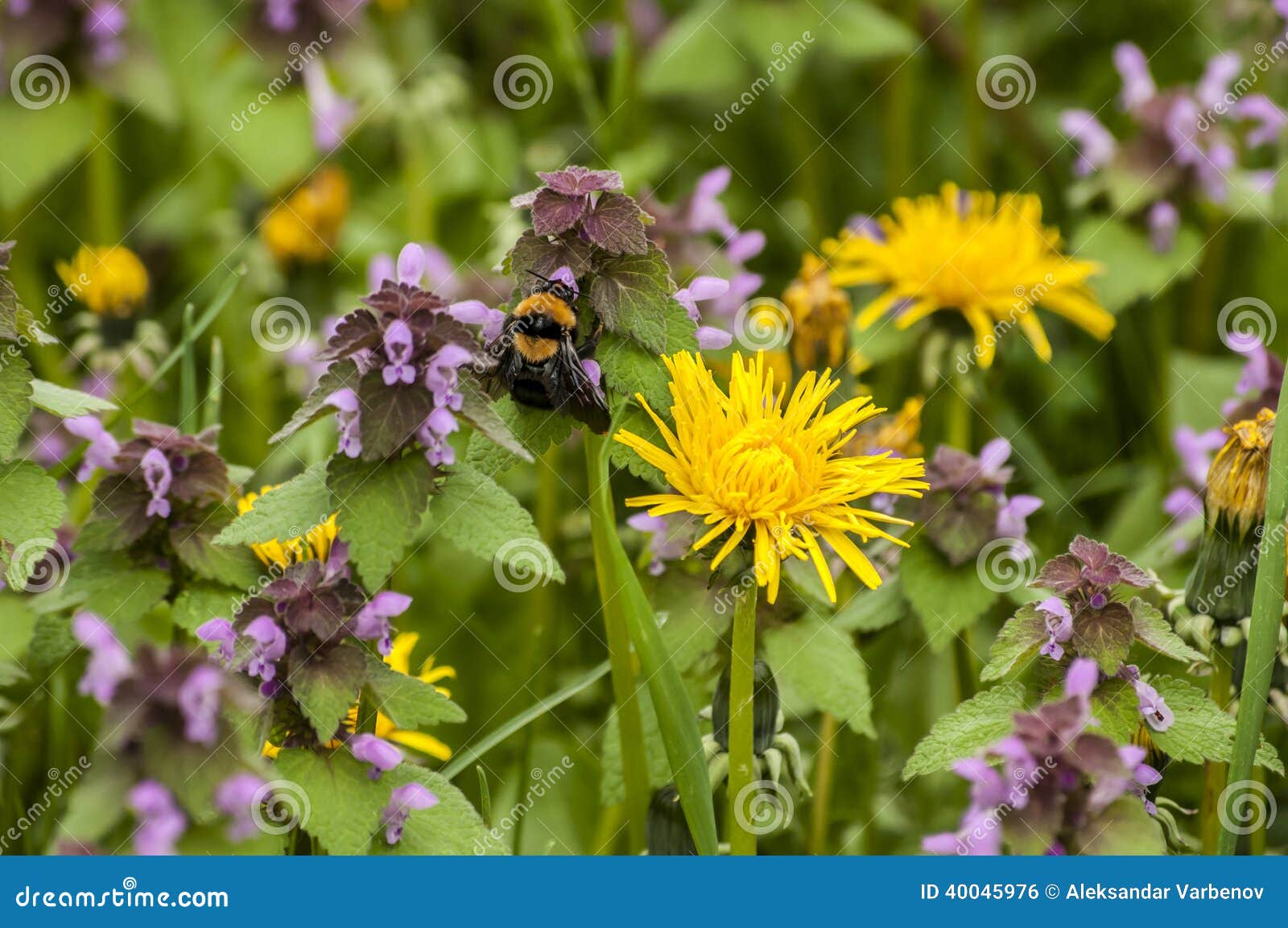 Dandelion, Nettles and Bumblebee Stock Photo - Image of spring, nature ...