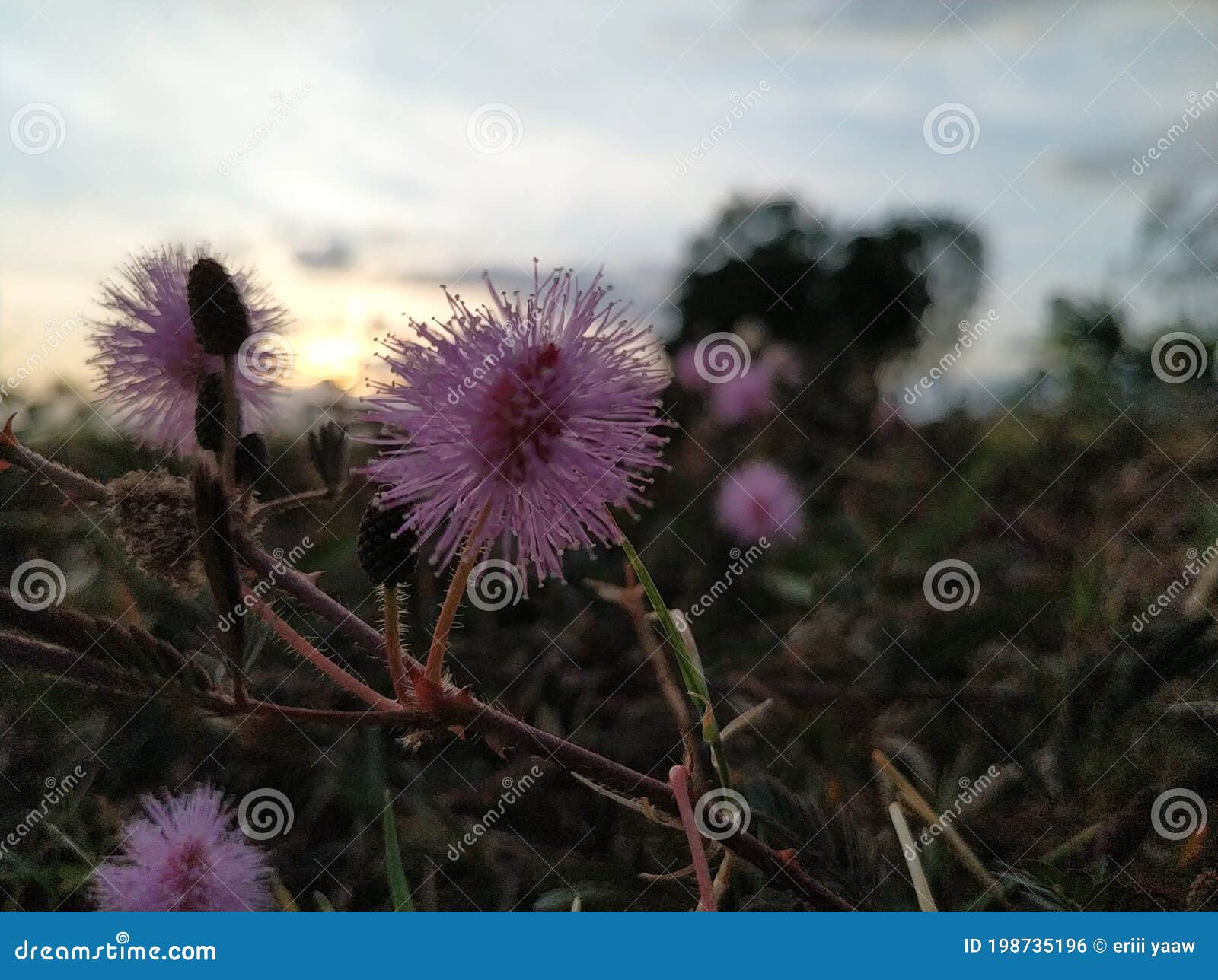 Dandelion Object and Sunrise Stock Photo - Image of branch, field ...