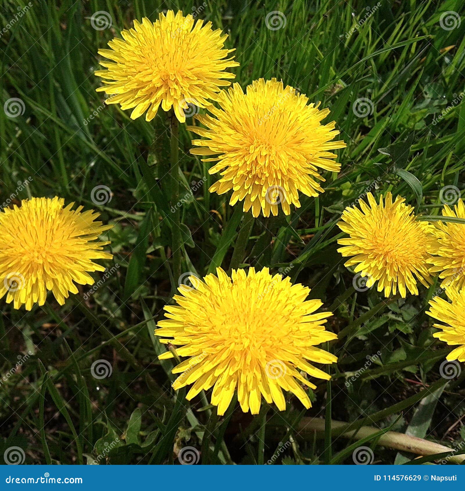 Dandelion, One of the First in the Spring. Stock Image - Image of ...