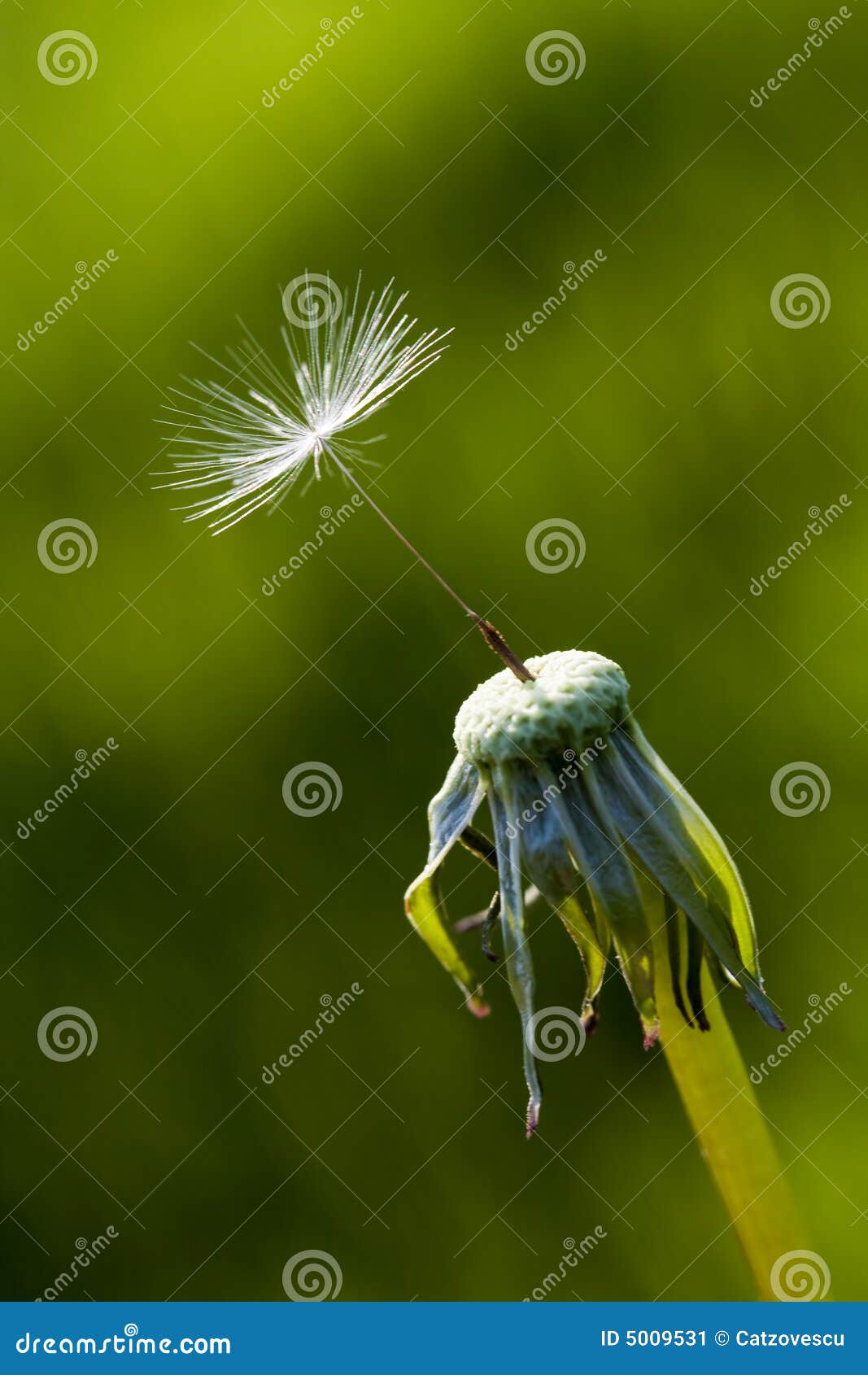Dandelion with only One Seed in the Wind Stock Image - Image of ...
