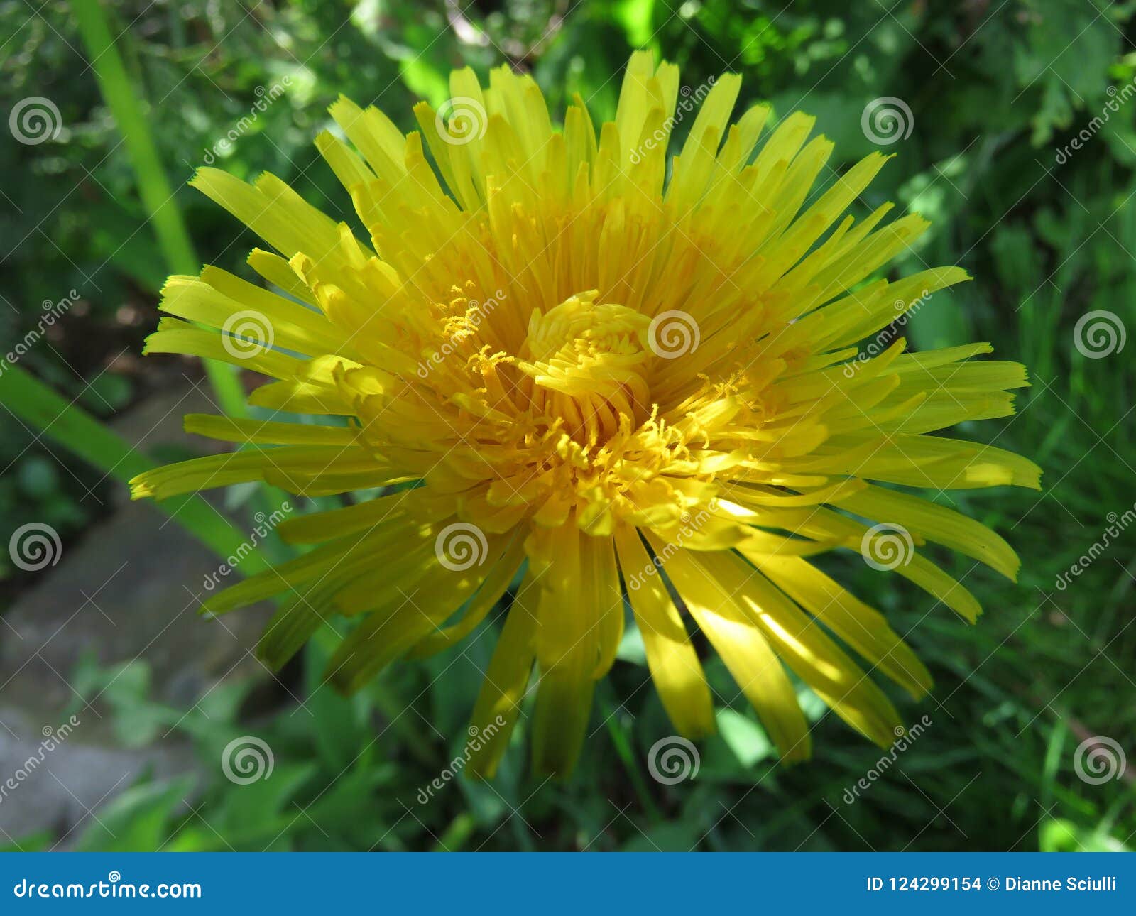 Glorious Dandelion stock photo. Image of flower, nature - 124299154